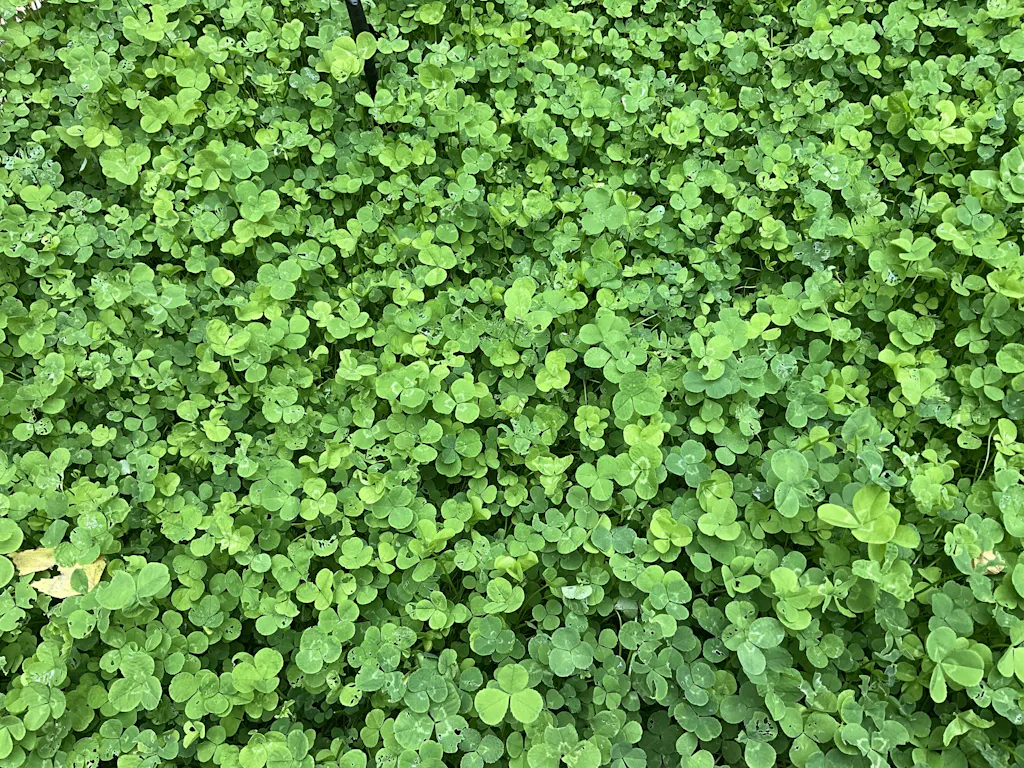 Micro Clover Seed – Garden Lawncare Guy