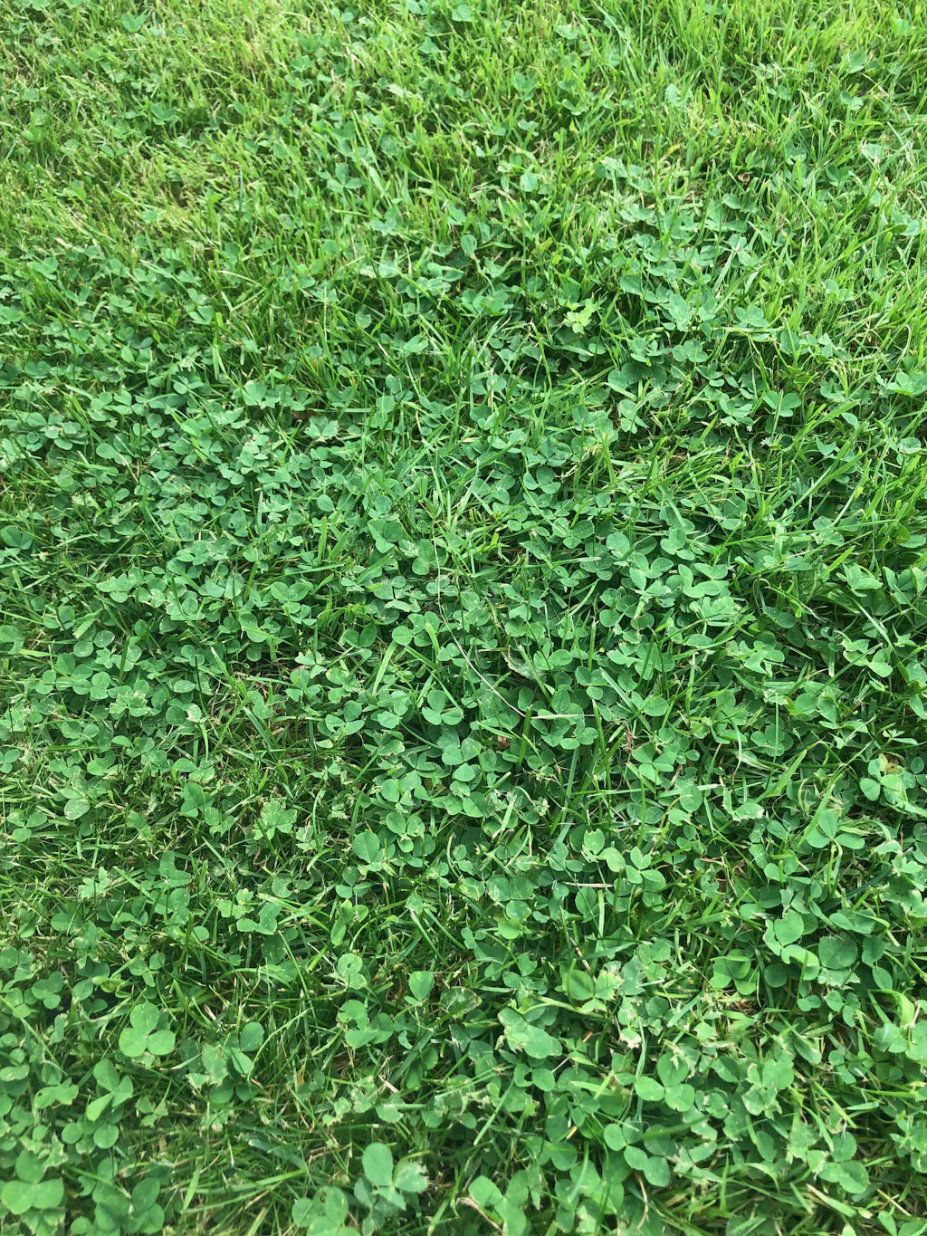 Micro Clover Seed - Garden Lawncare Guy - Lawncare Made Easy