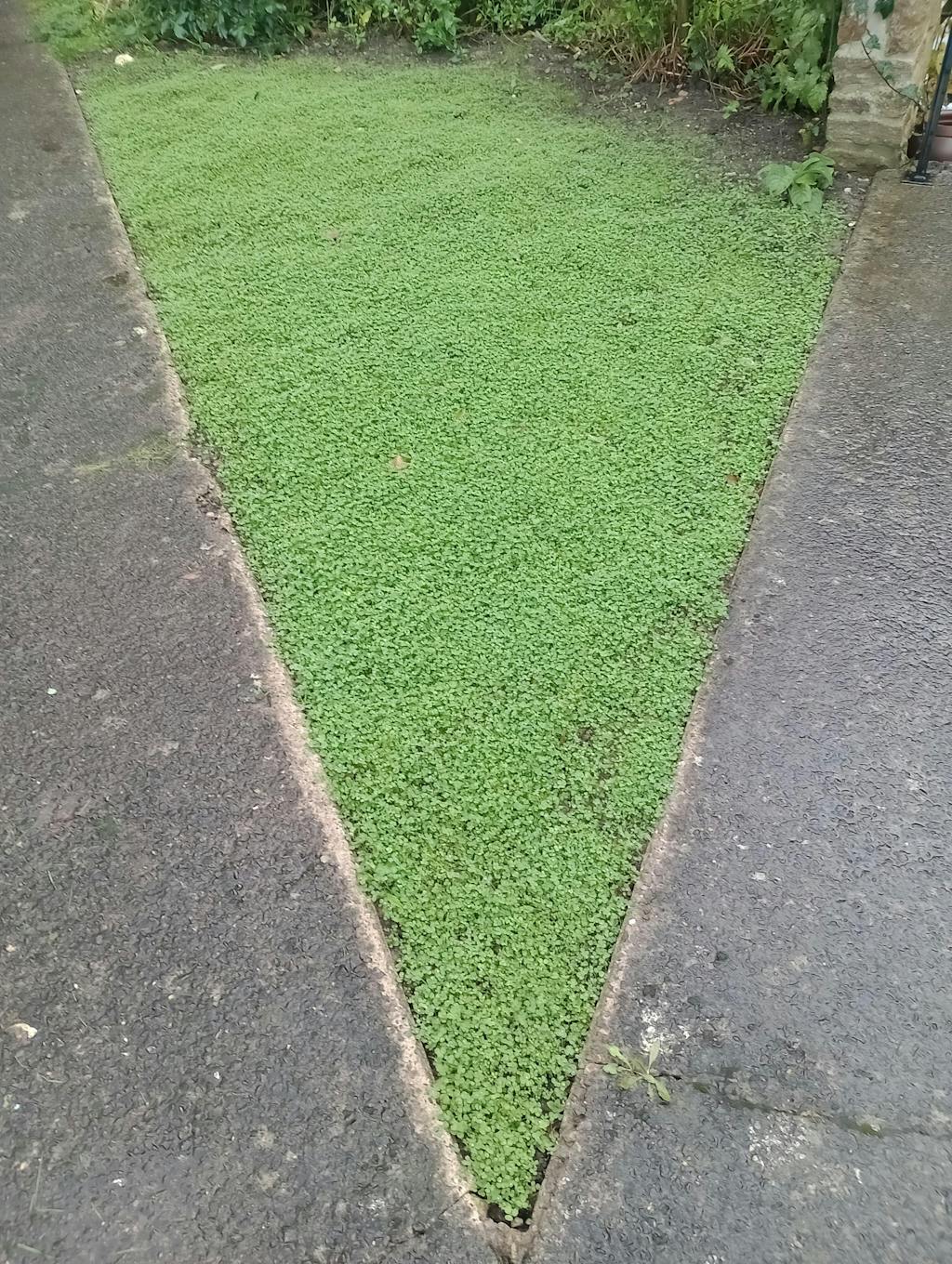 Micro Clover Seeds for Overseeding Lawns and New Areas