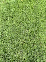 American Dark Green Grass Seed & Fertiliser - Garden Lawncare Guy