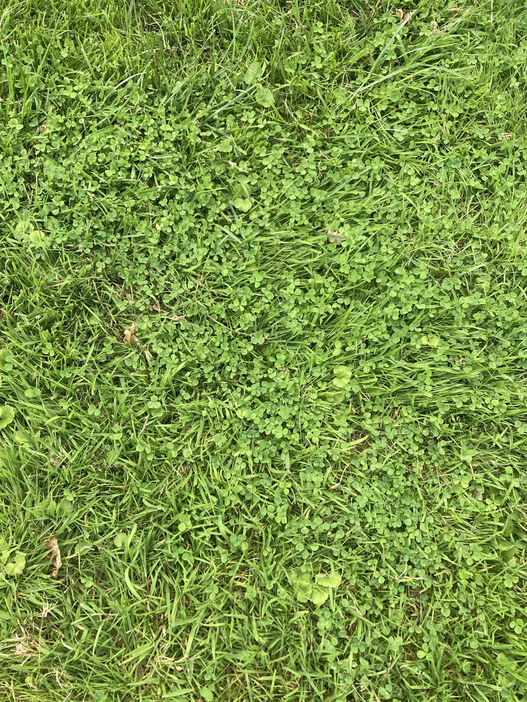 Micro Clover Seeds for Overseeding Lawns and New Areas