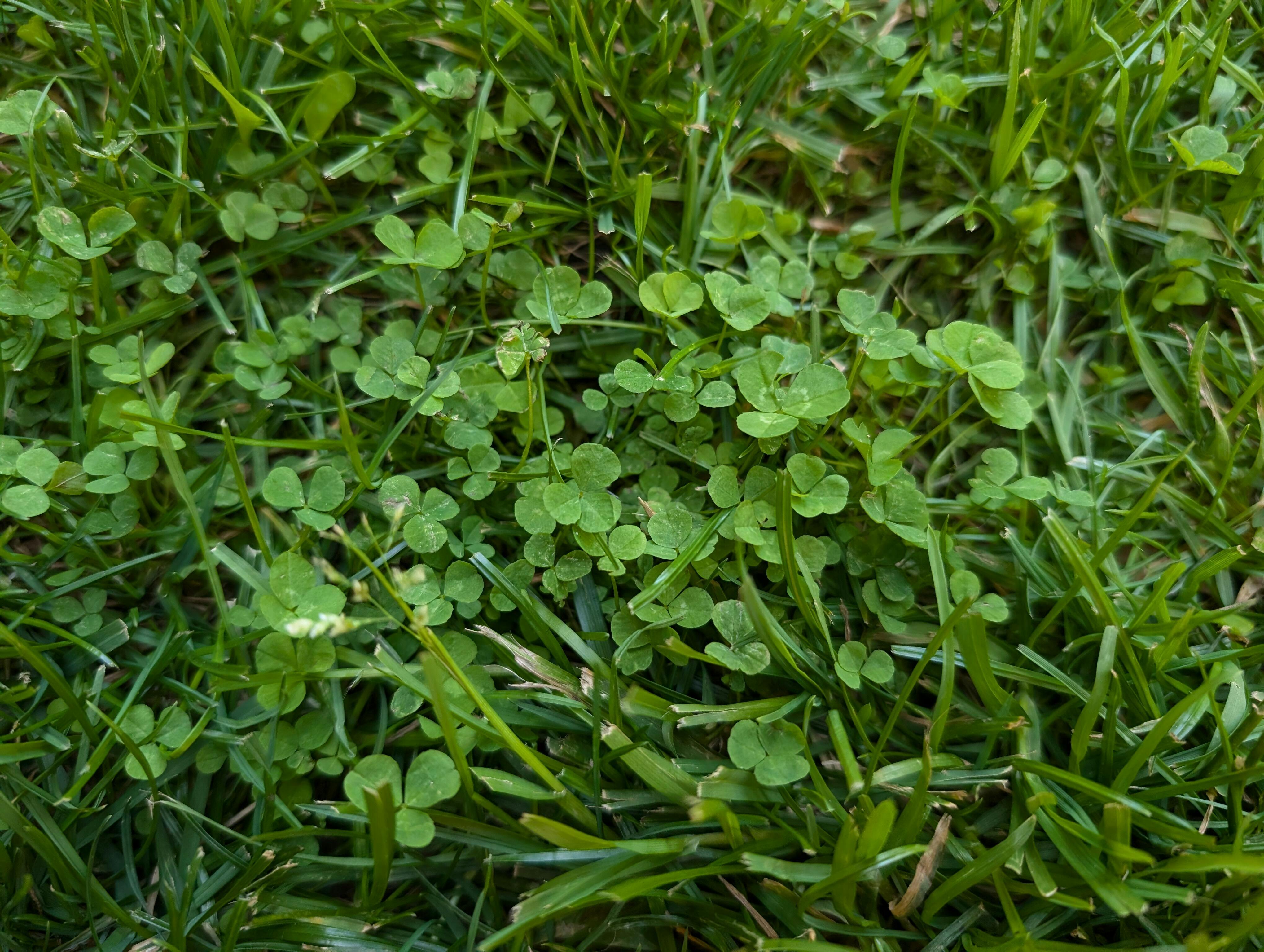 Micro Clover Seeds for Overseeding Lawns and New Areas