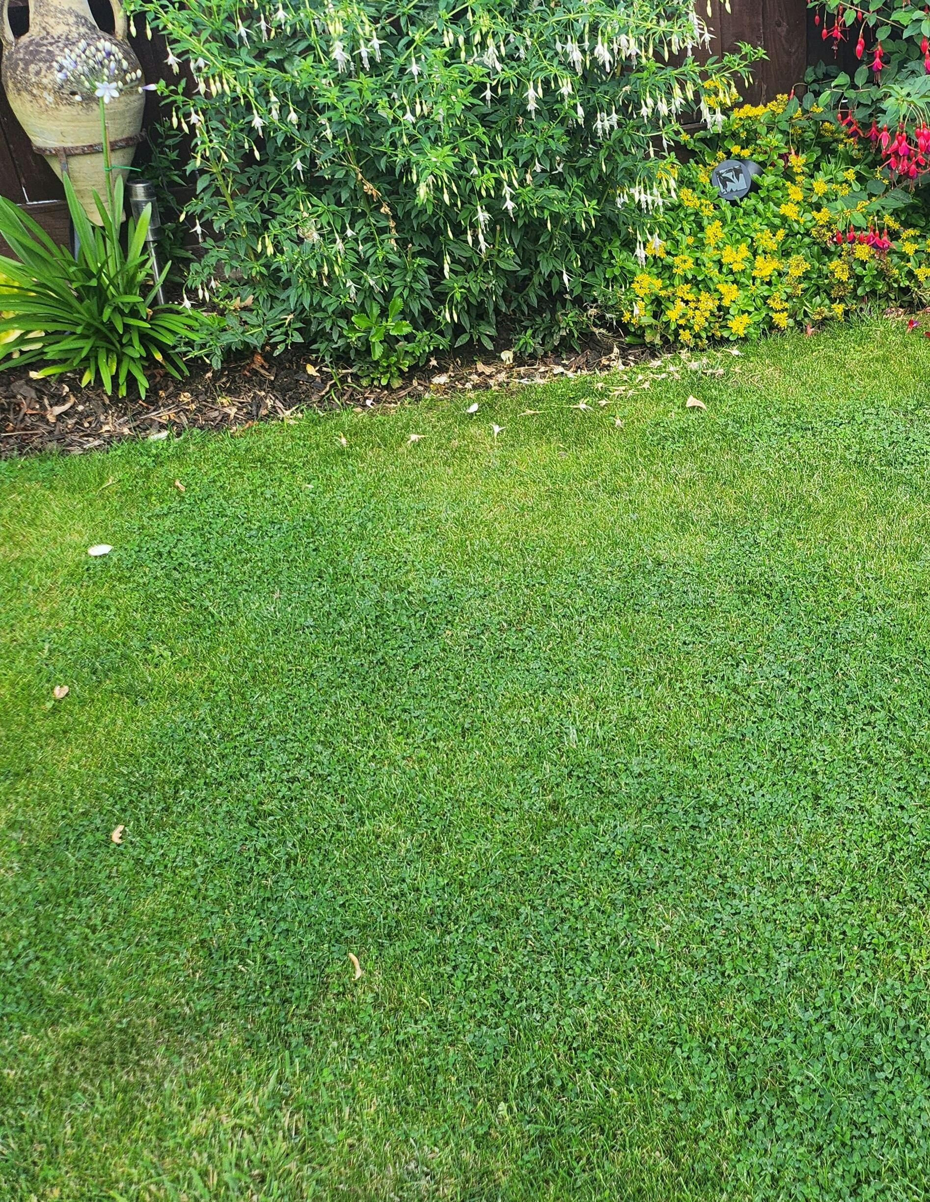 Clover Lawn Grass Seed And White Clover Garden Lawncare Guy