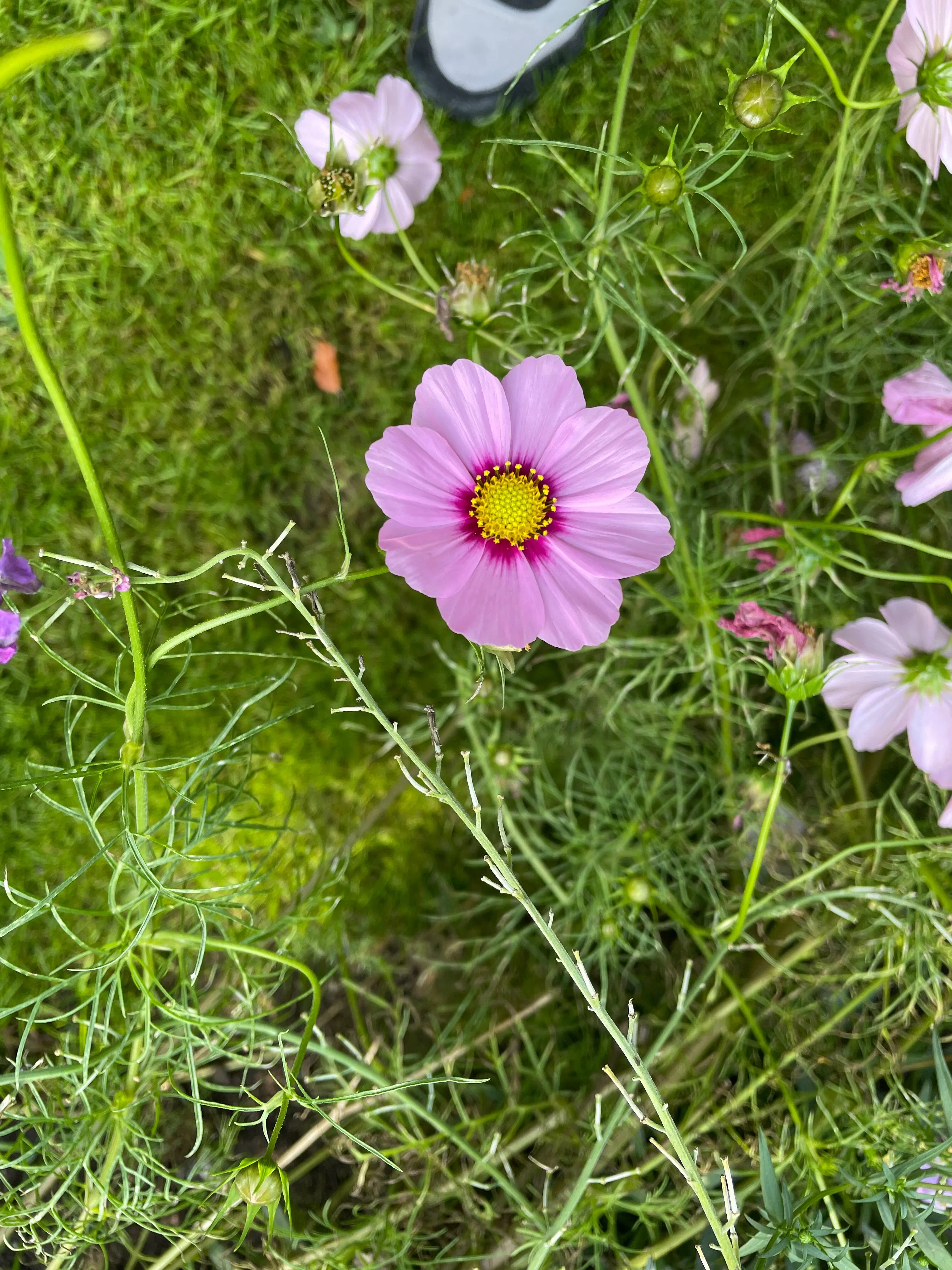 UK Native Wildflowers | Garden Lawncare Guy