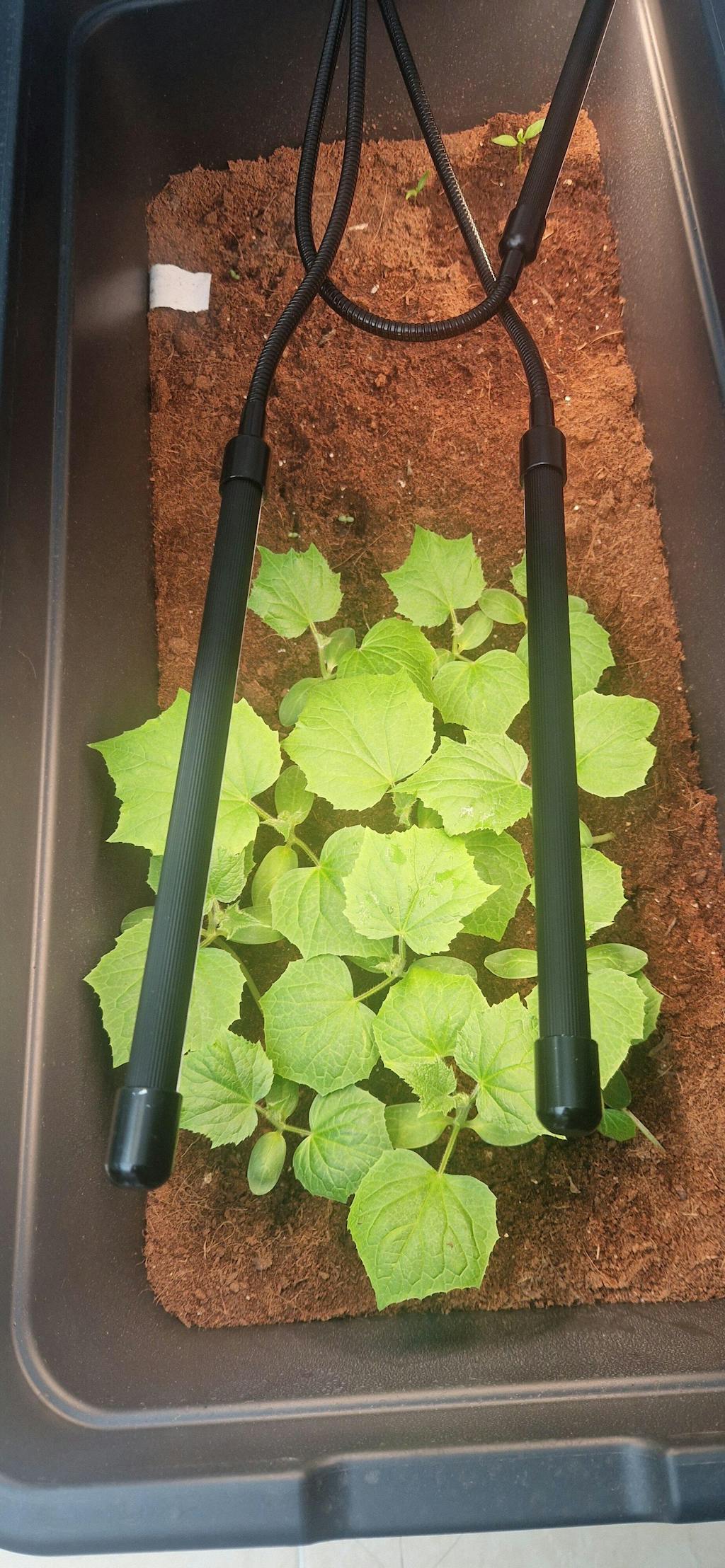 Sun Bulb | LED full spectrum grow bulb - gathera