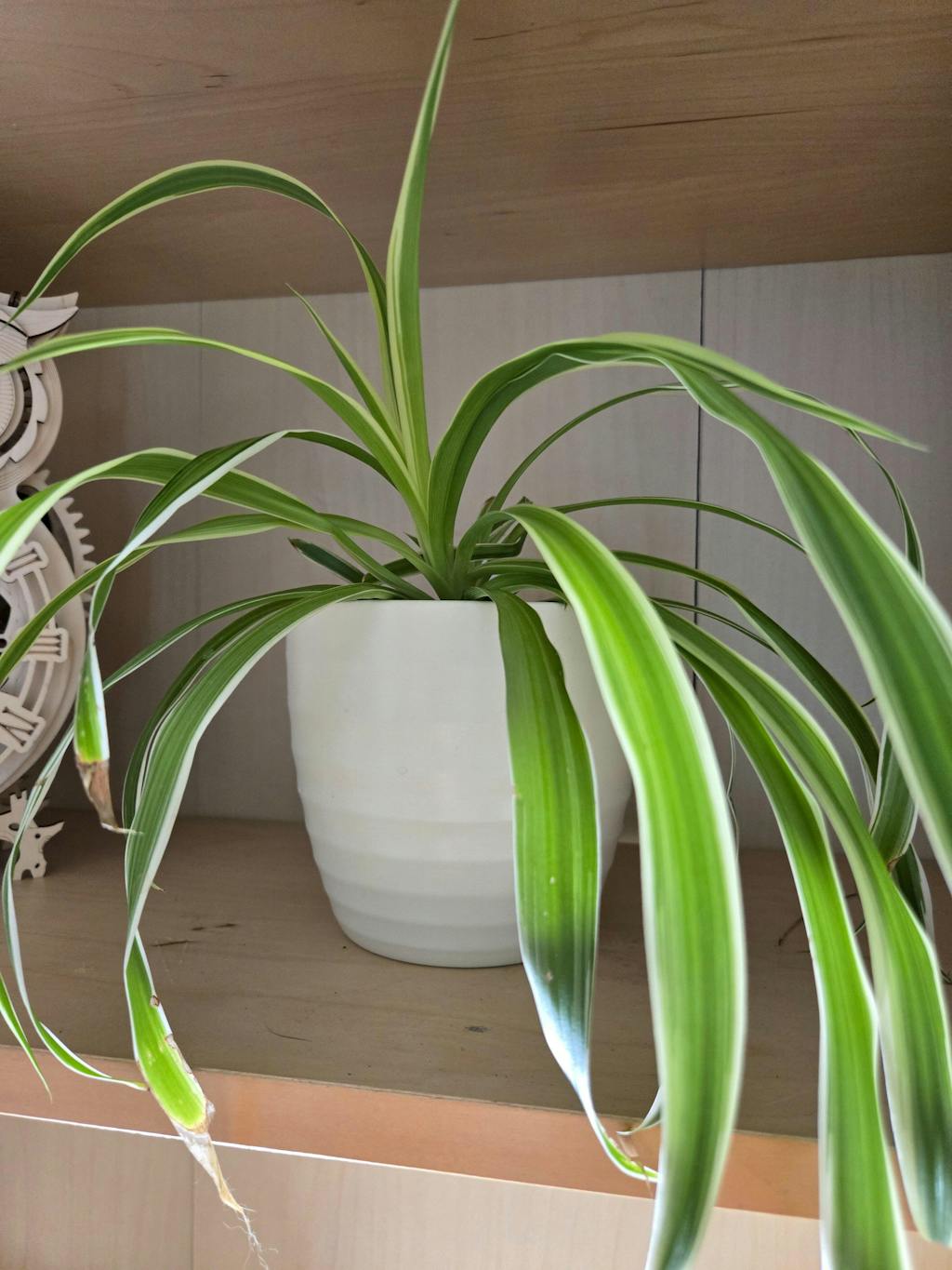 William F. Gericke | The Inventor Of Hydroponics - gathera