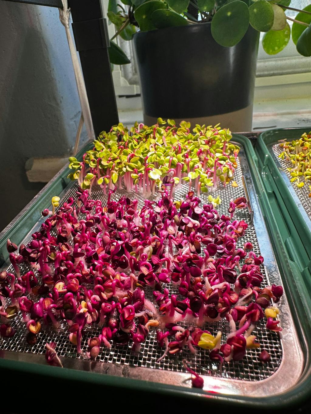 Indoor Herb Gardens | Grow food with hydroponics! - gathera UK