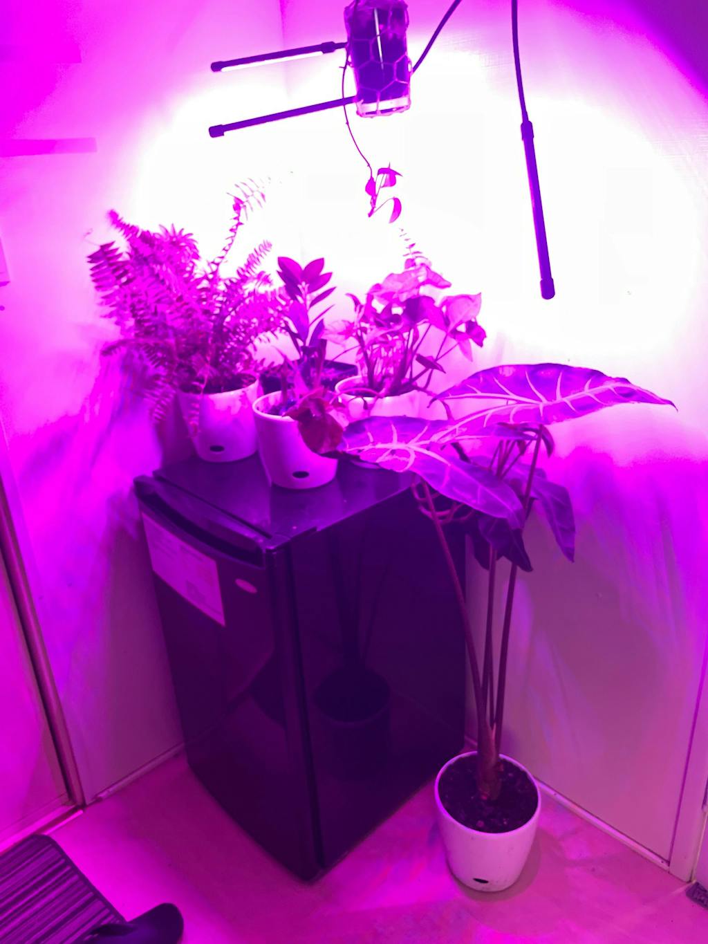 William F. Gericke | The Inventor Of Hydroponics - gathera