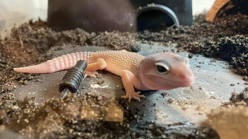 Affordable Mystery Leopard Gecko Box – Geckopia