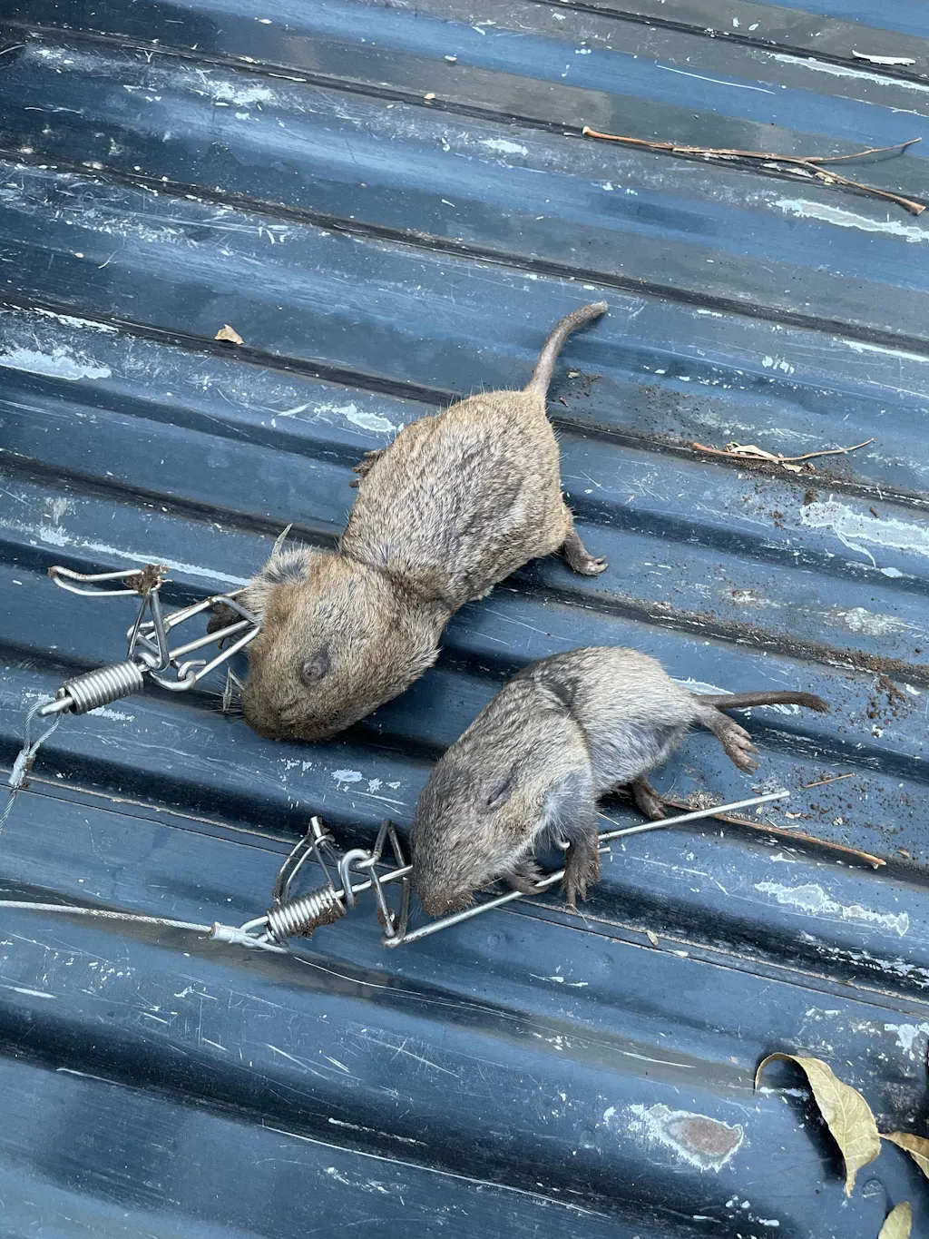 World's Best Gopher Traps – Get Gophers
