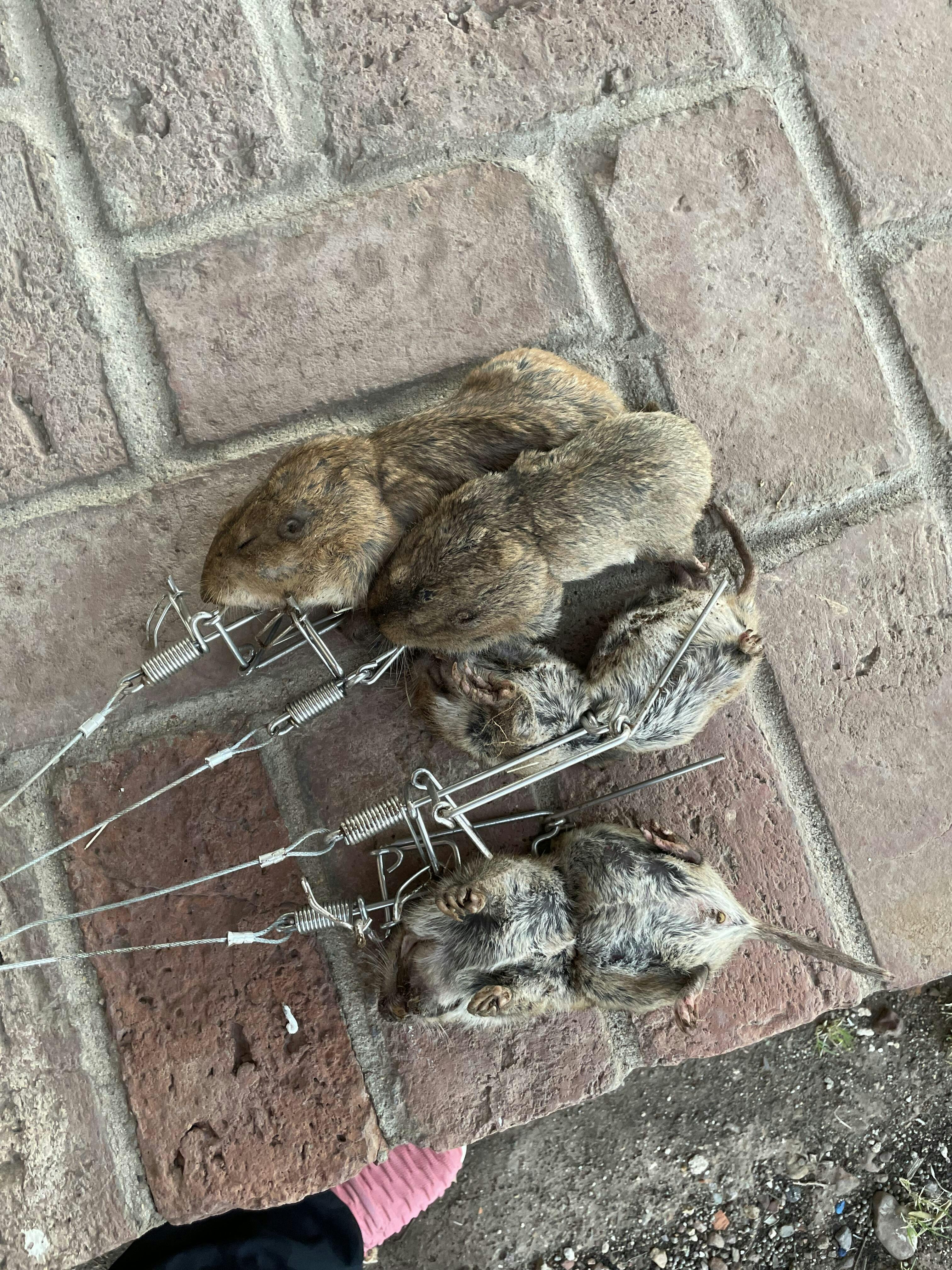 World's Best Gopher Traps – Get Gophers