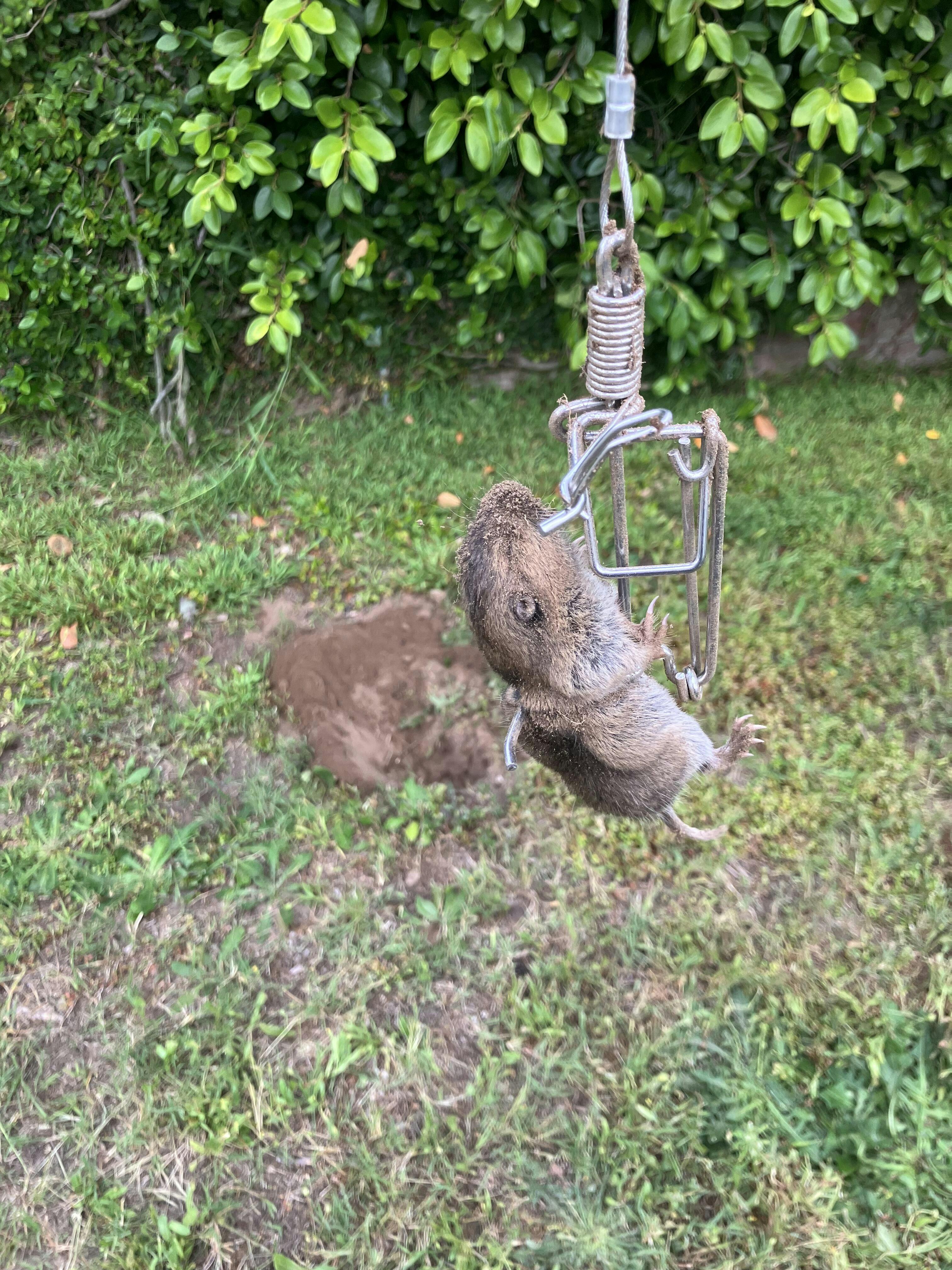 World's Best Gopher Traps – Get Gophers