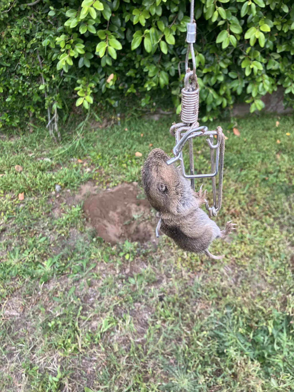 World's Best Gopher Traps – Get Gophers