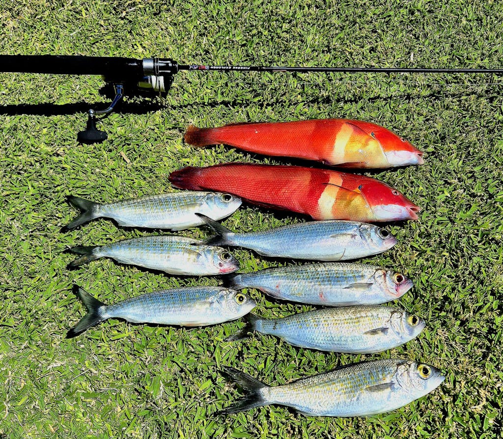 Insalt Finesse Explorer Noodle Rod - 6'3" Ultra Light 1-2kg (Spin)