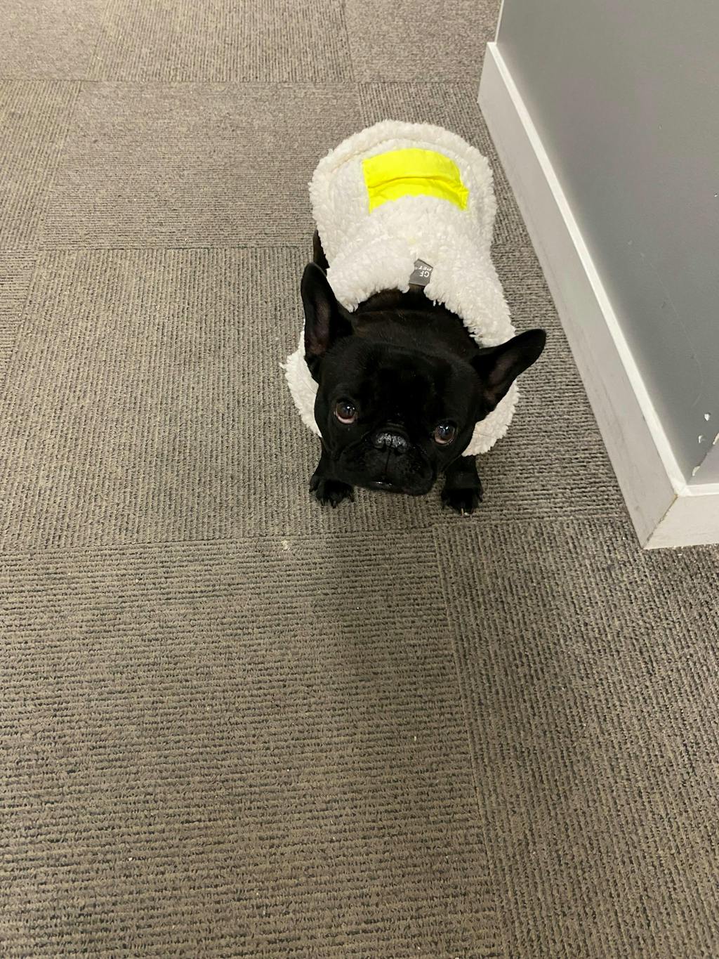 Cozy Dog Hoodie | Off White | GF Pet Official Online Store