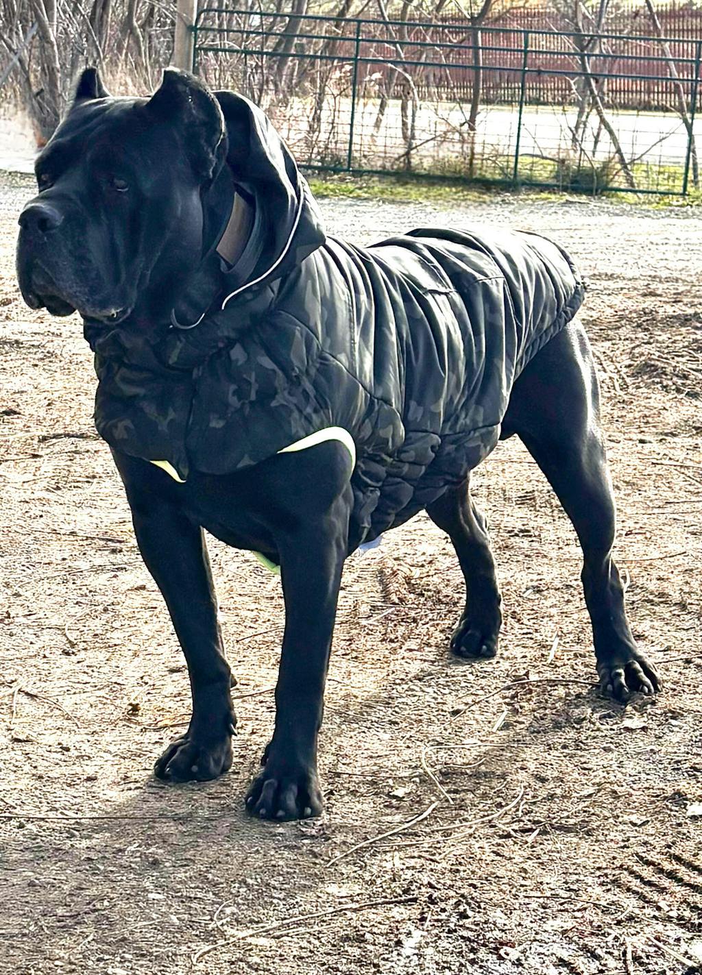 GF PET® Official Online Store — Dog Clothes & Accessories