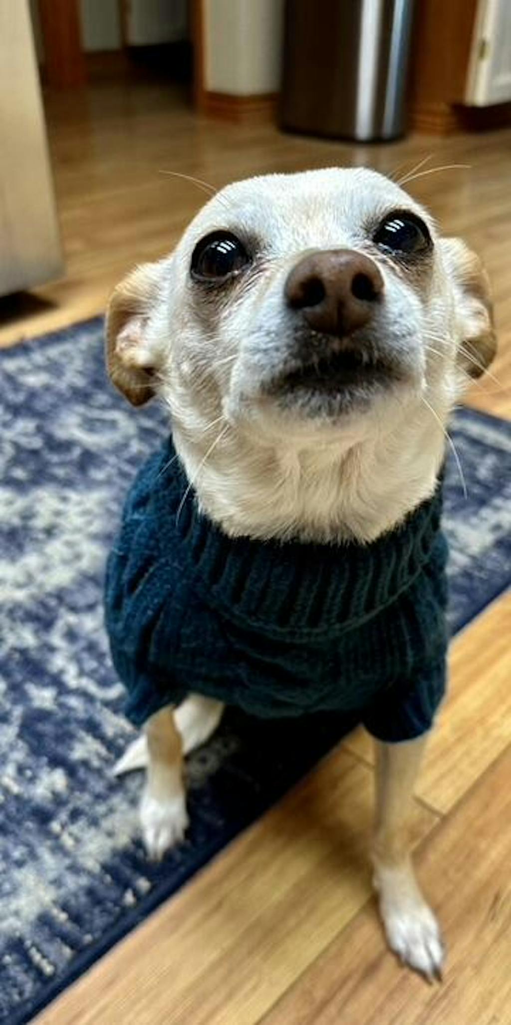 GF PET® Official Online Store — Dog Clothes & Accessories