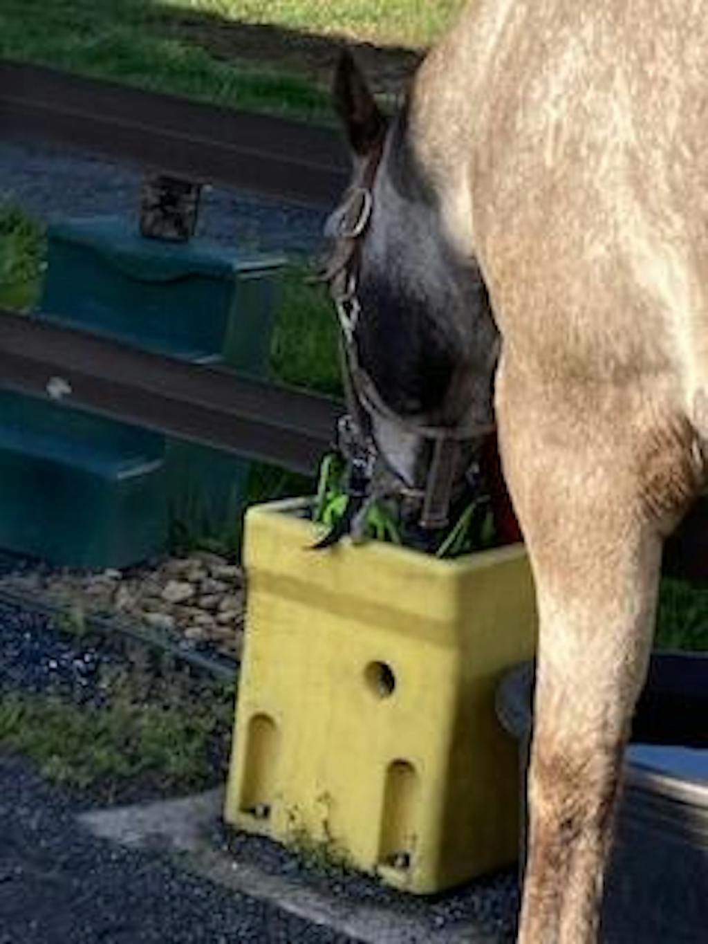 Muzzle Insert - Diet – GG Equine