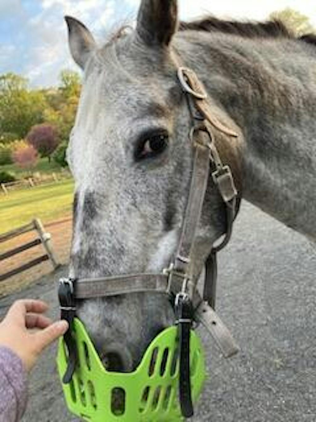 Muzzle Insert - Diet – GG Equine