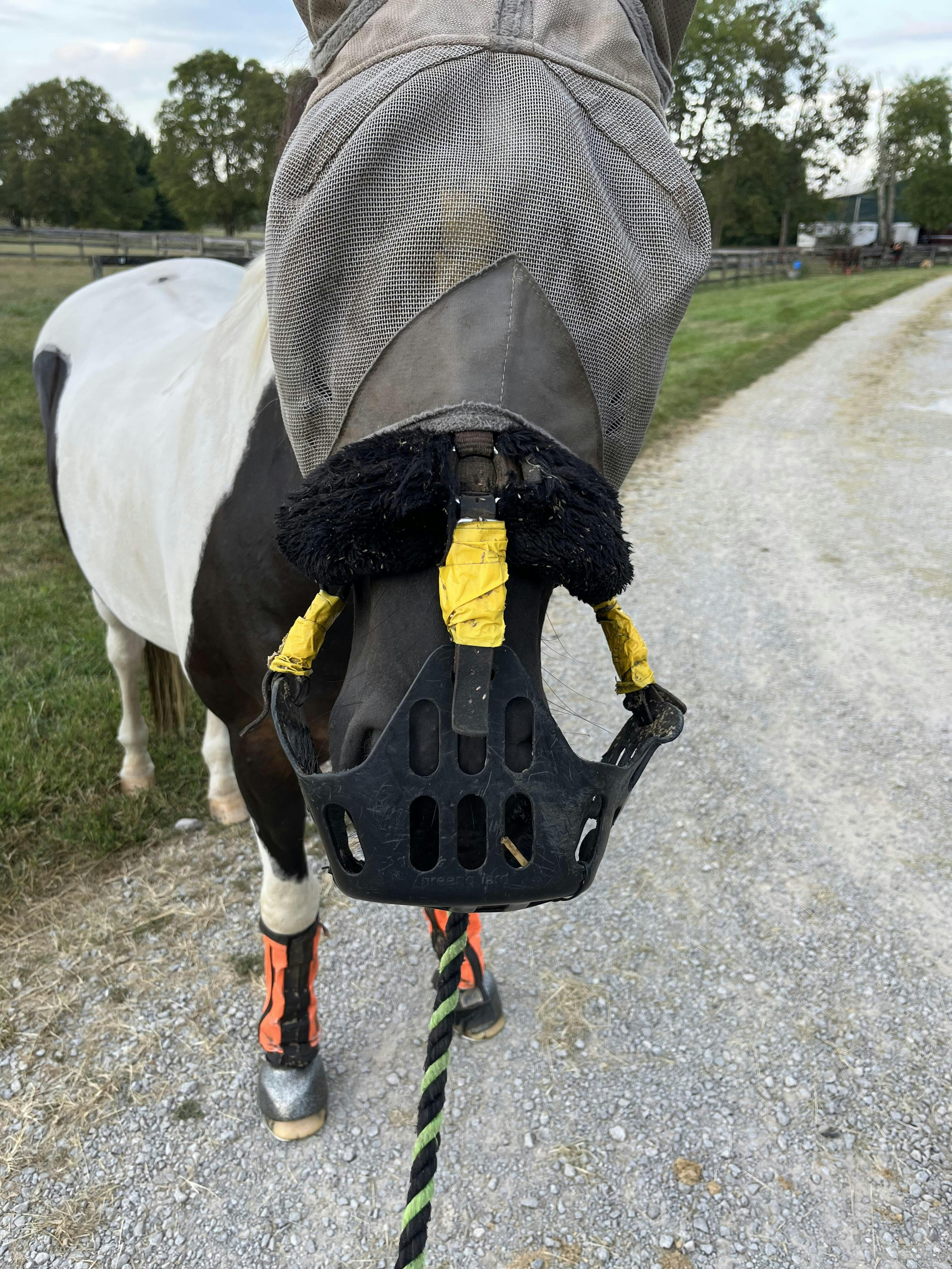 GreenGuard Grazing Muzzle by GreenGuard Equine – GG Equine