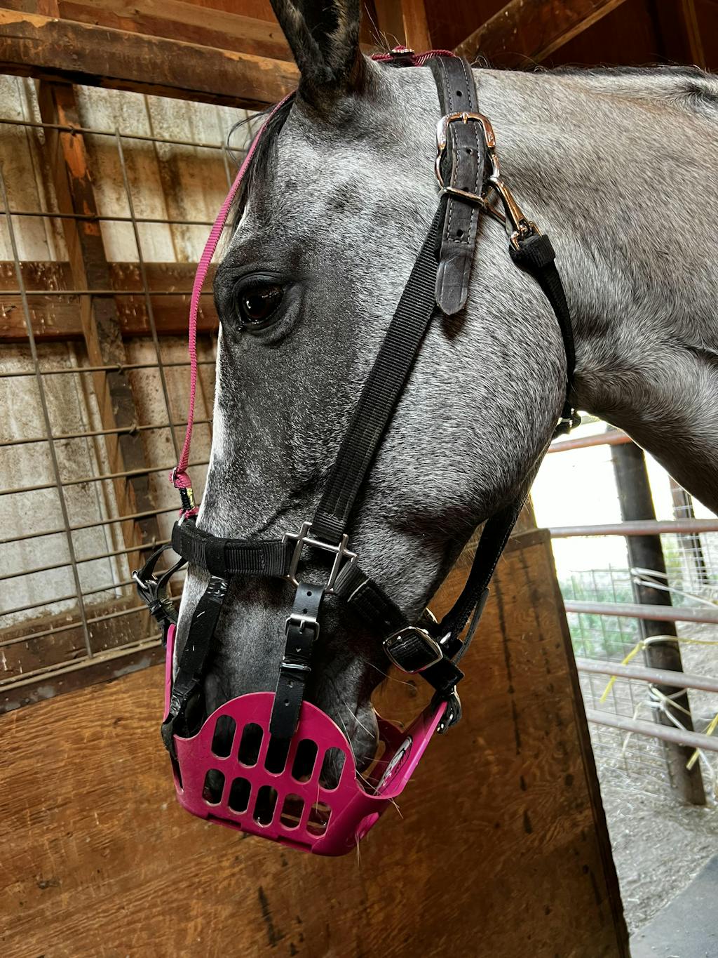 Premium Breakaway Safety Halter – GG Equine
