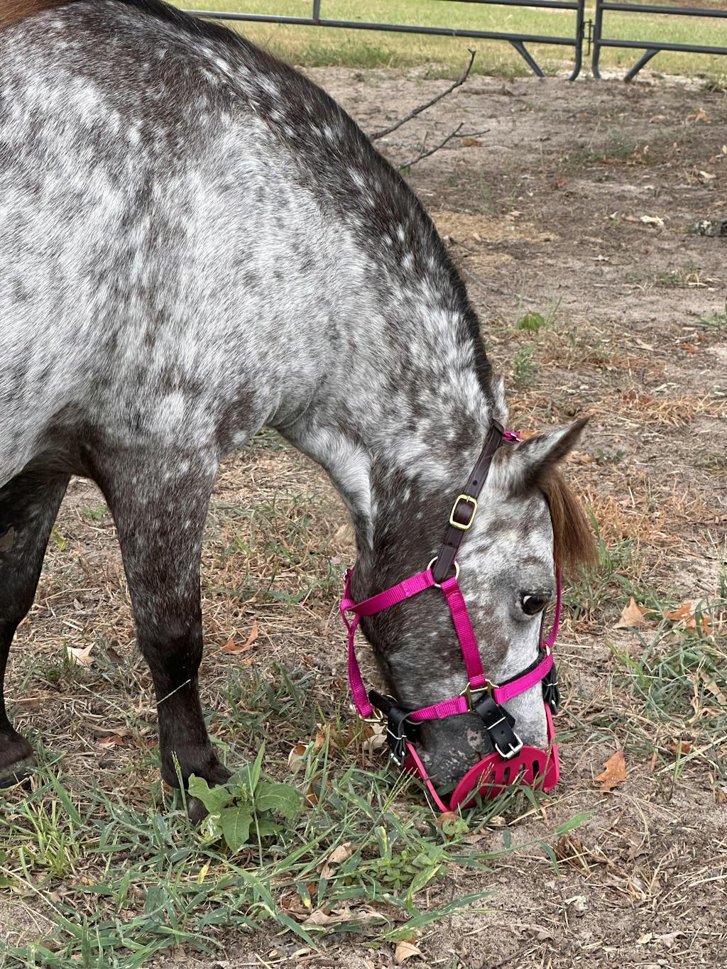 Houdini Helper Hook & Loop Corner Straps – GG Equine