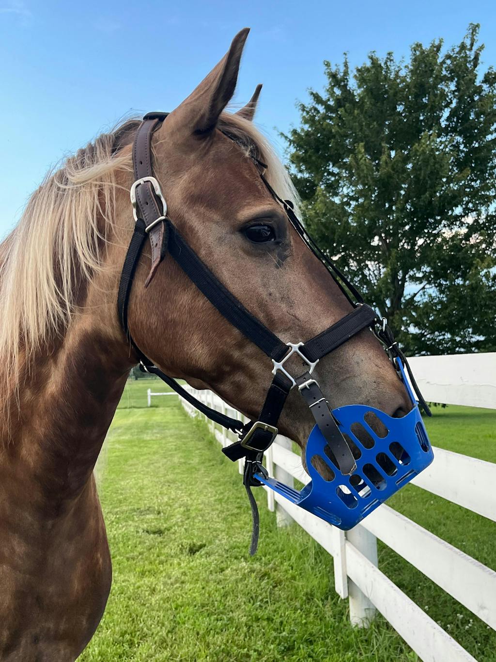 GreenGuard Grazing Muzzle by GreenGuard Equine – GG Equine