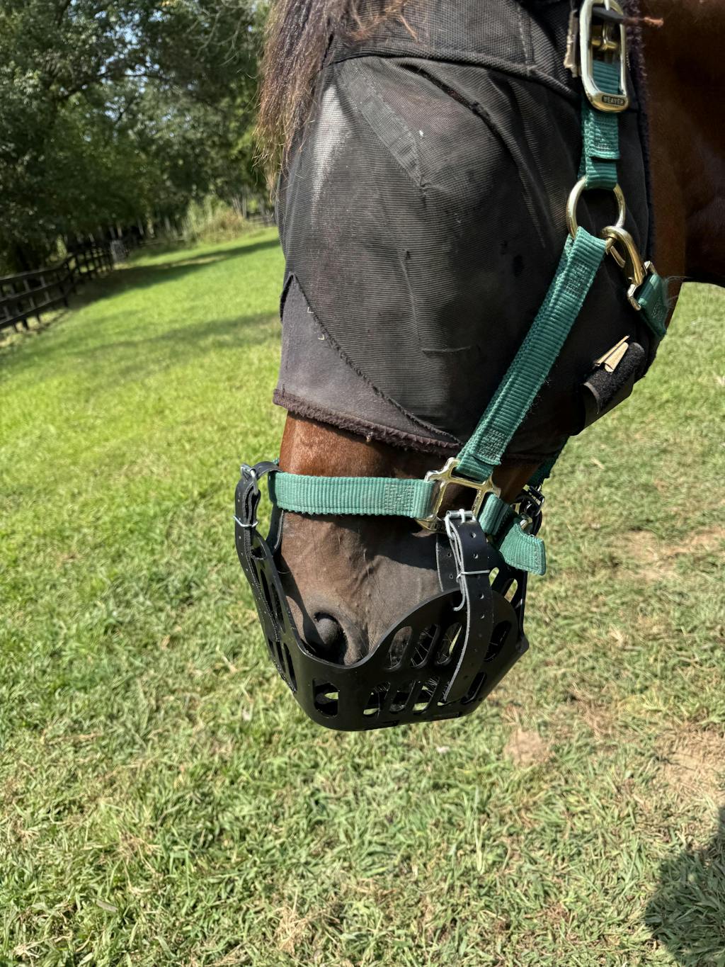 GreenGuard Grazing Muzzle by GreenGuard Equine – GG Equine