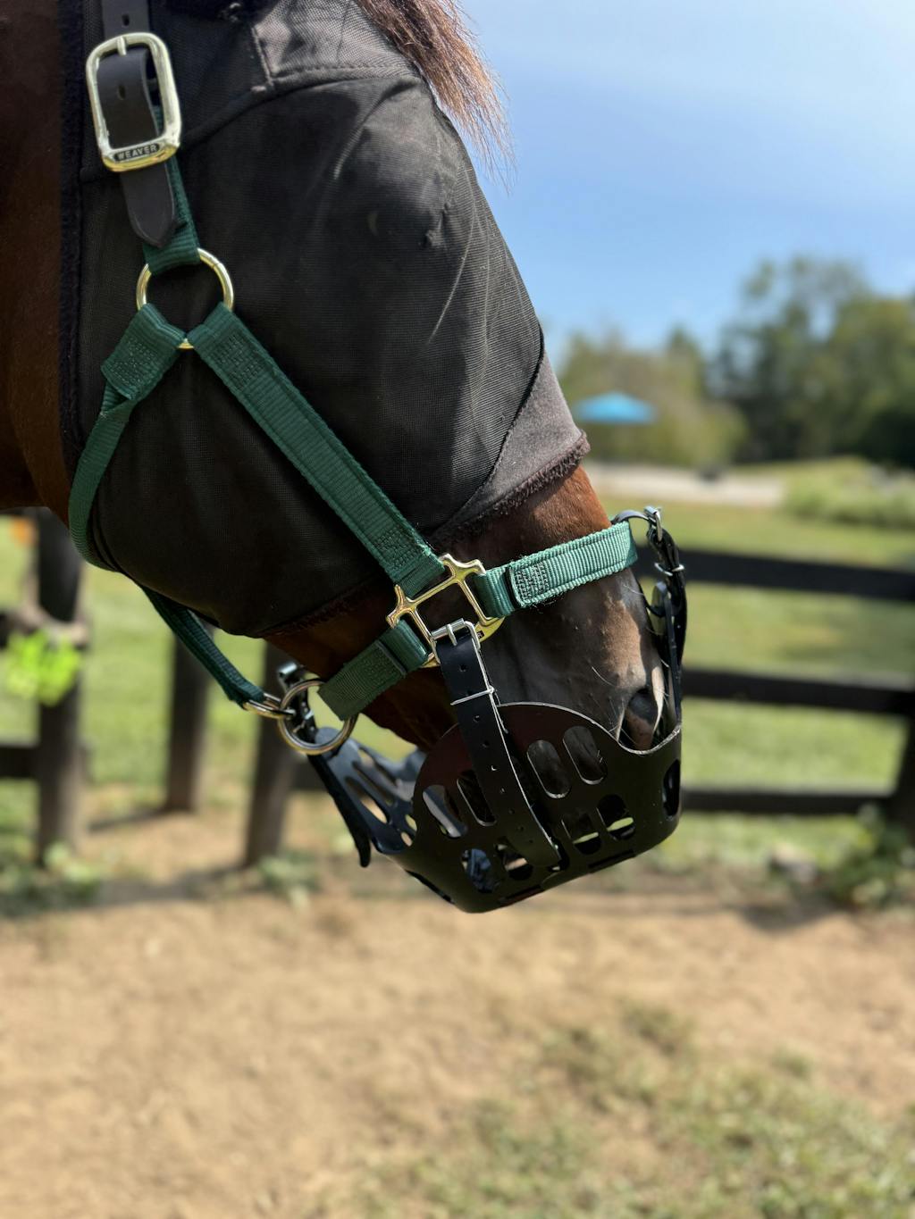 GreenGuard Grazing Muzzle by GreenGuard Equine – GG Equine