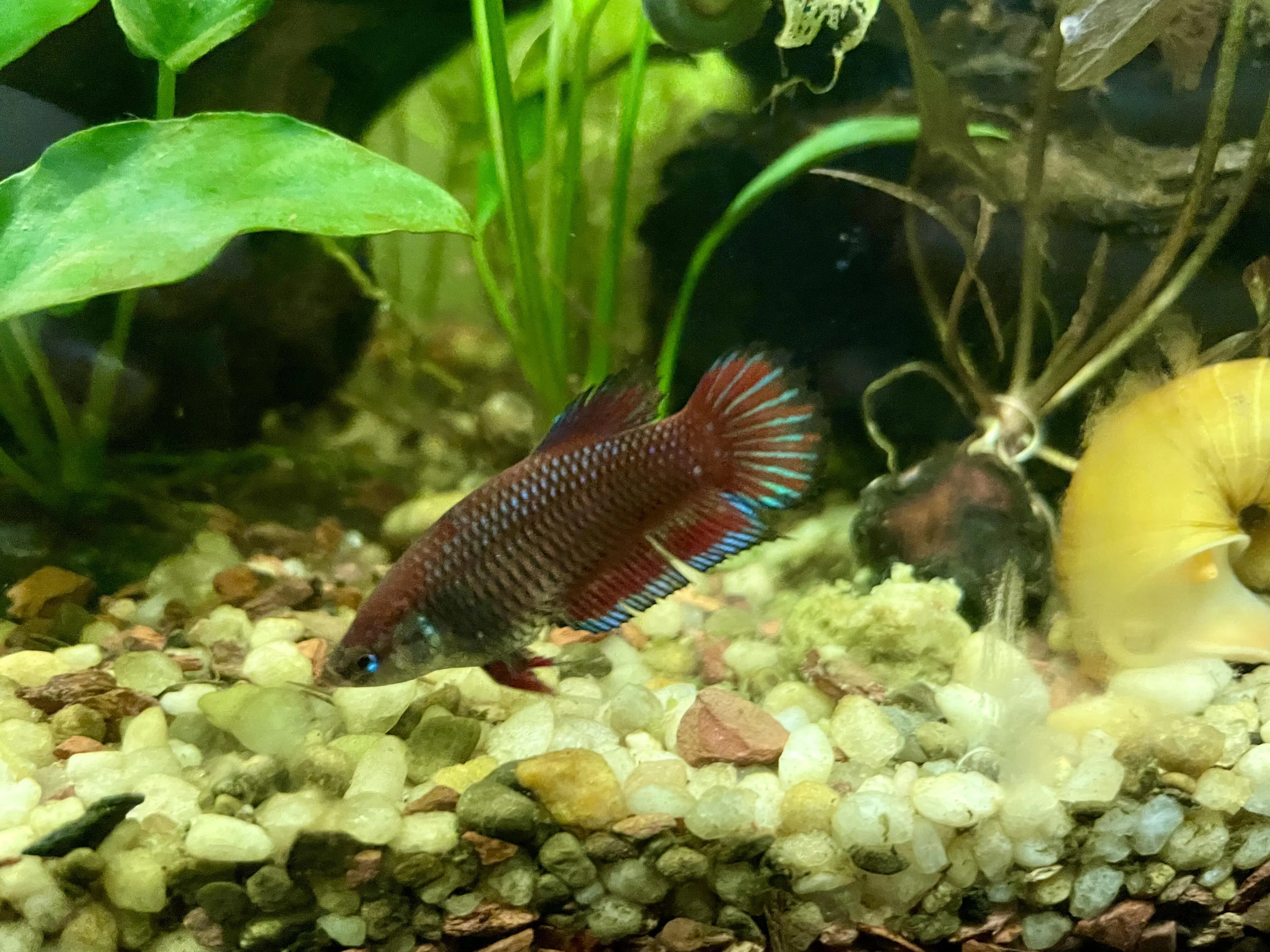 Female Betta Sorority 3 Pack – Glass Grown Aquatics