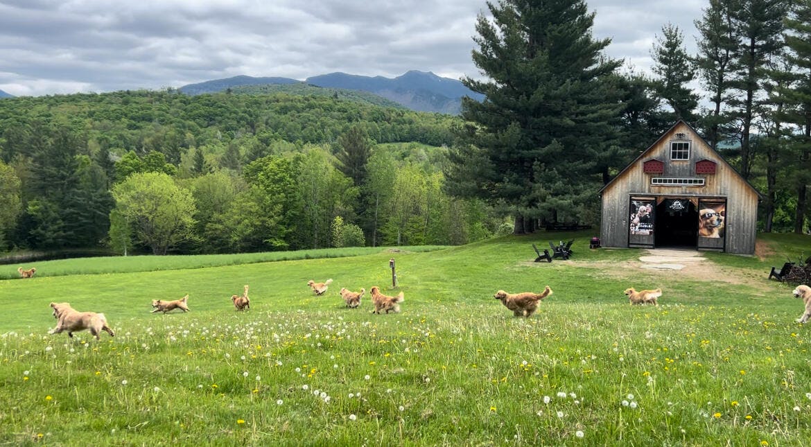 Golden Retriever Experience™ - Golden Dog Farm LLC