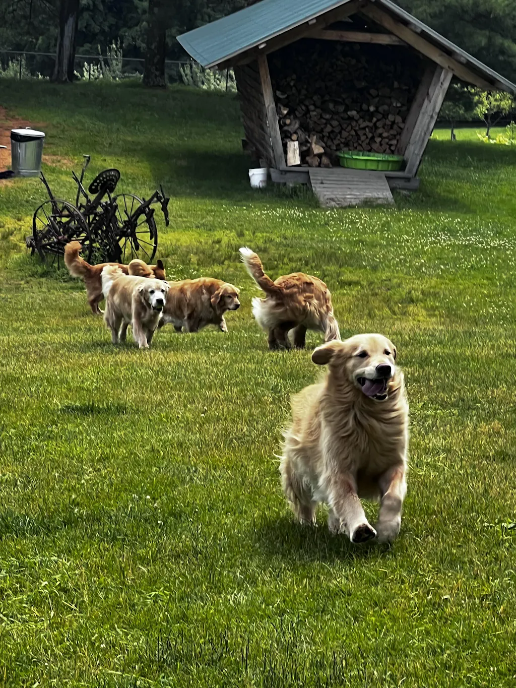 Golden Retriever Experience™ - Golden Dog Farm LLC