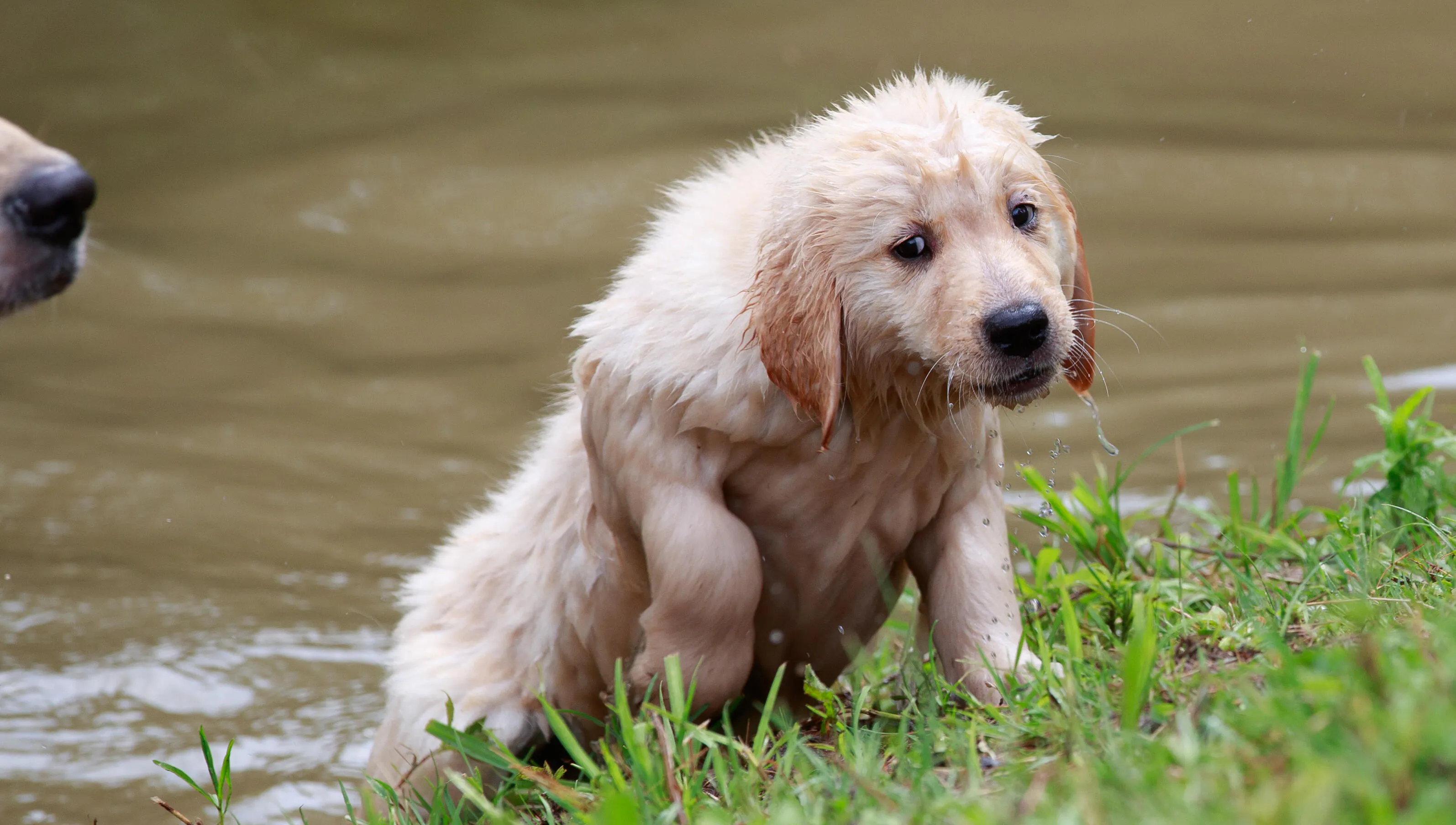 Golden Retriever Experience™ - Golden Dog Farm LLC