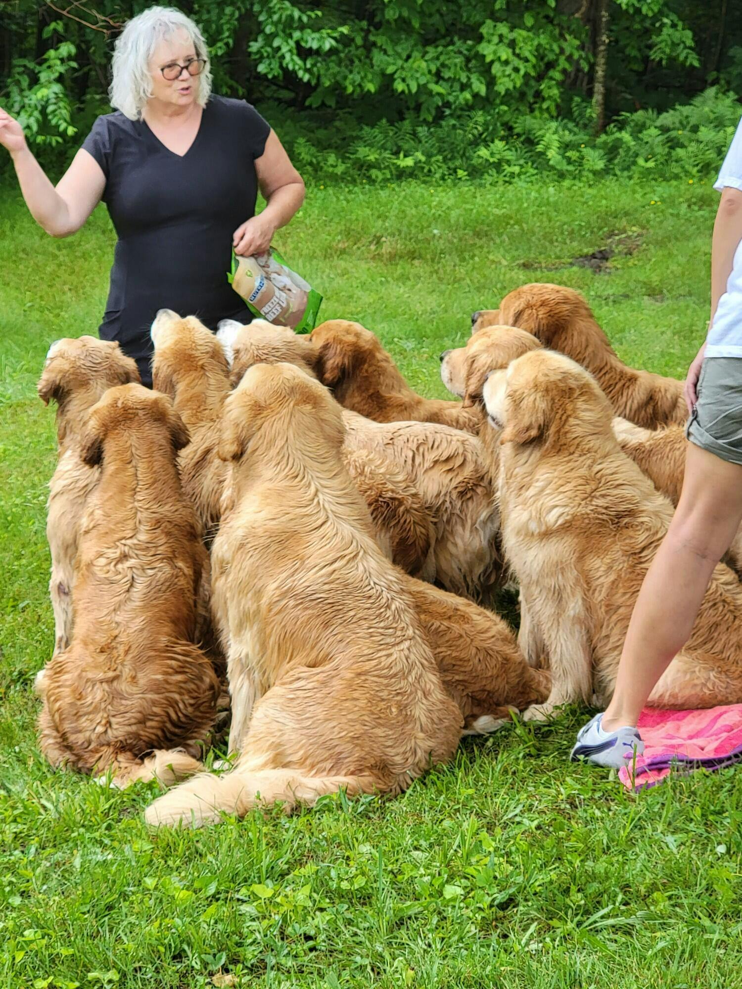 Golden Retriever Experience™ - Golden Dog Farm LLC