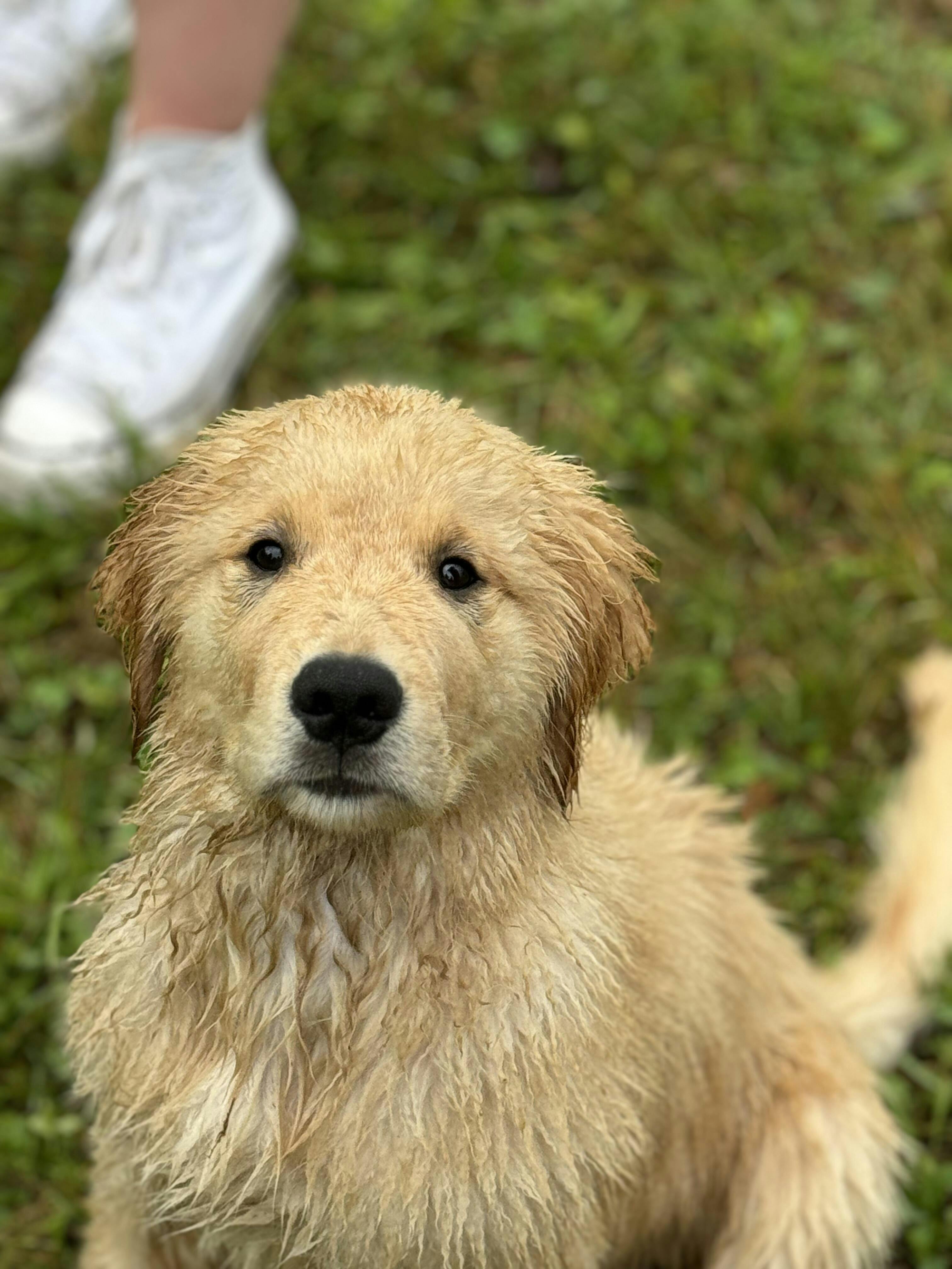 Golden Retriever Experience™ - Golden Dog Farm LLC