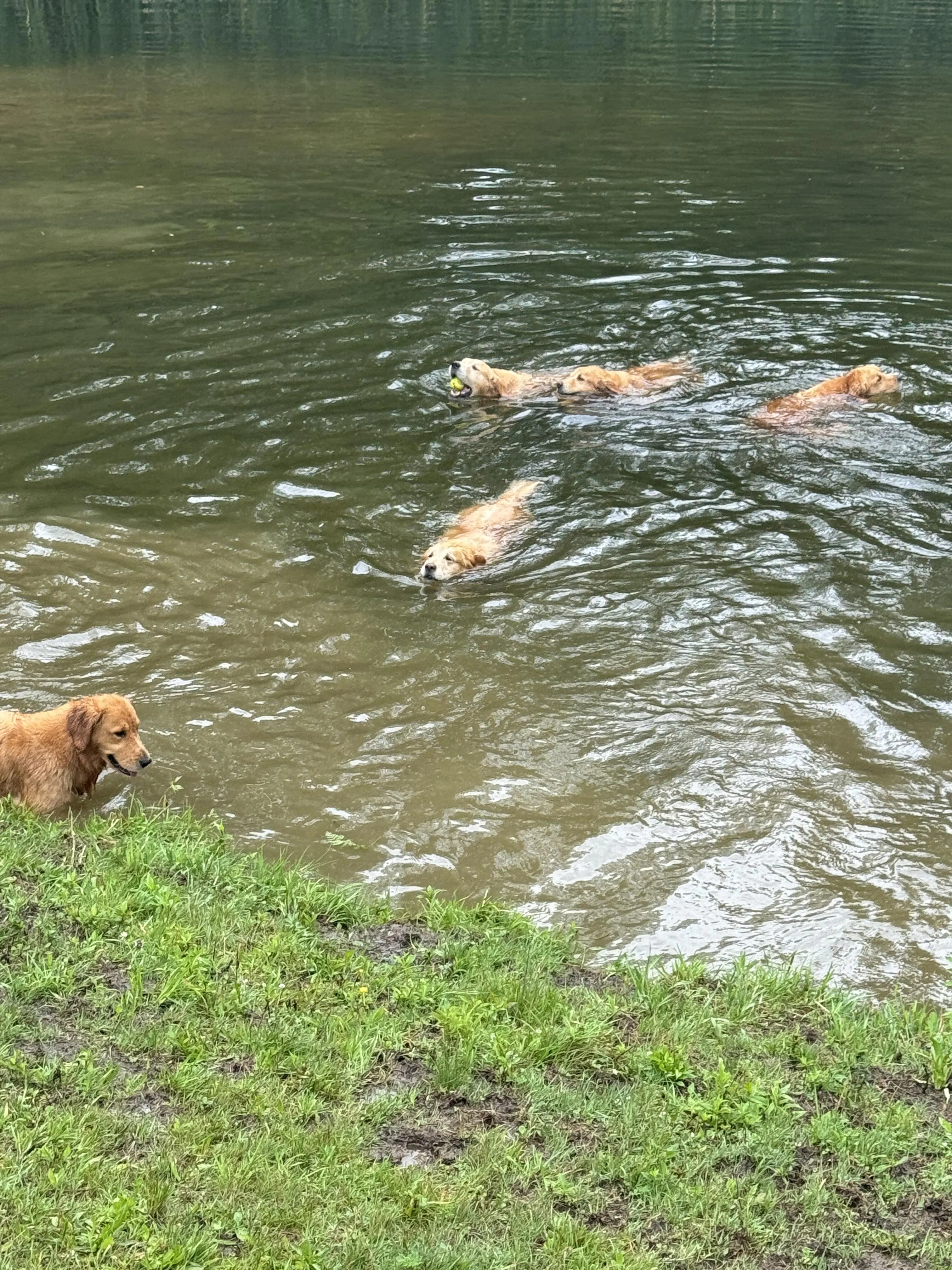 Golden Retriever Experience™ - Golden Dog Farm LLC