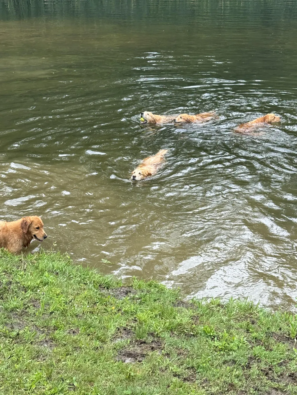 Golden Retriever Experience™ - Golden Dog Farm LLC
