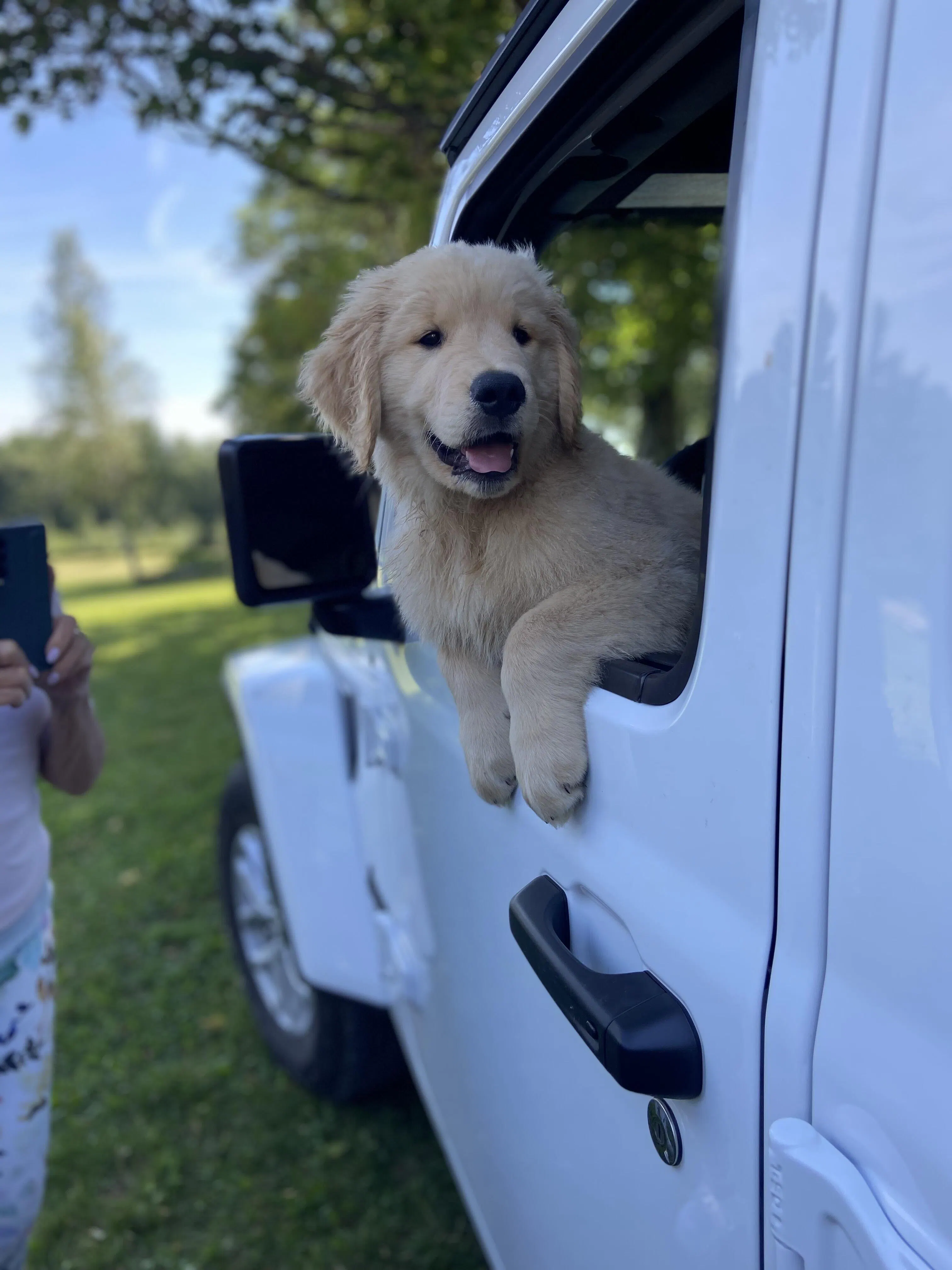 Golden Retriever Experience™ - Golden Dog Farm LLC
