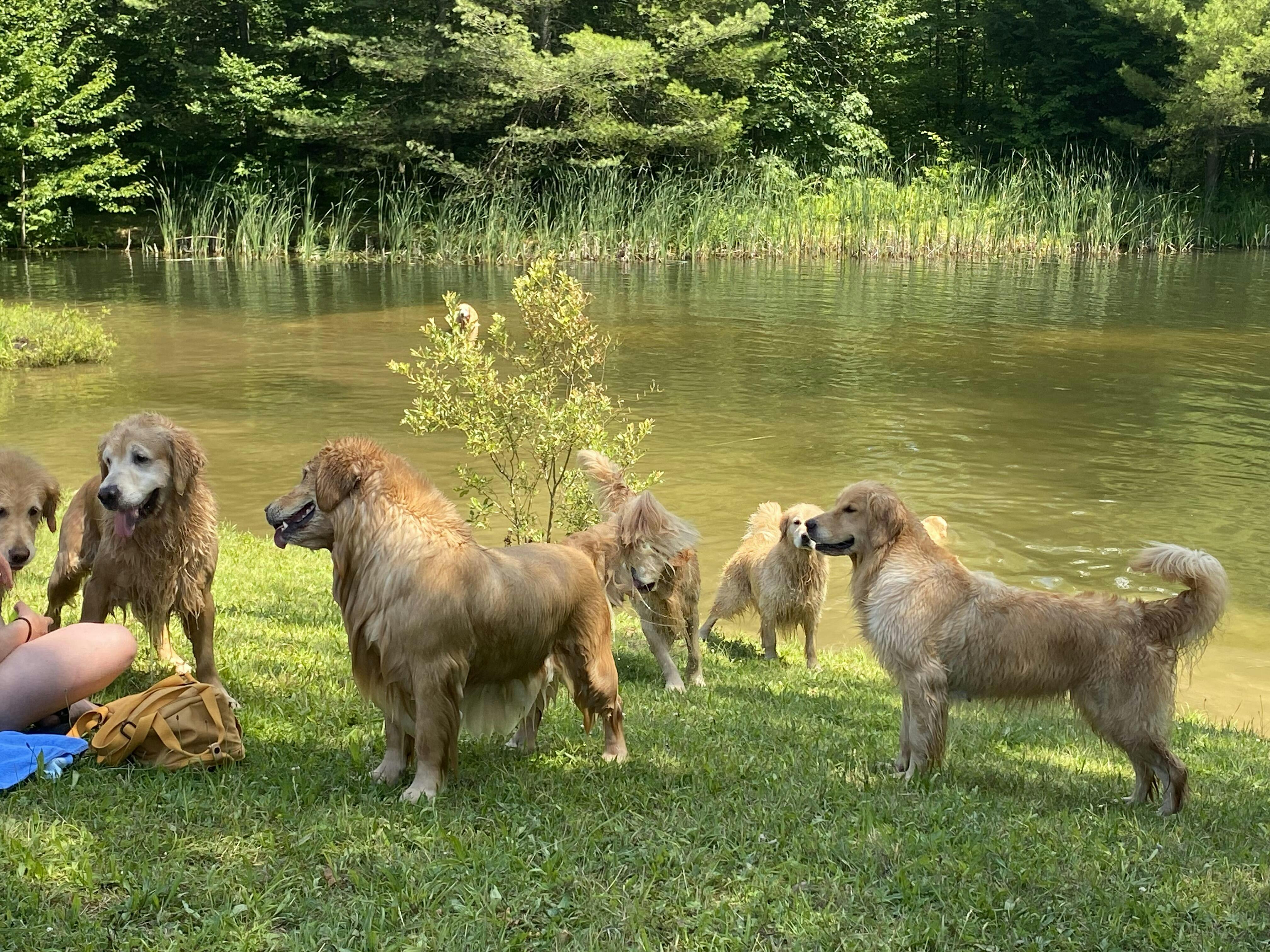 Golden Retriever Experience™ - Golden Dog Farm LLC