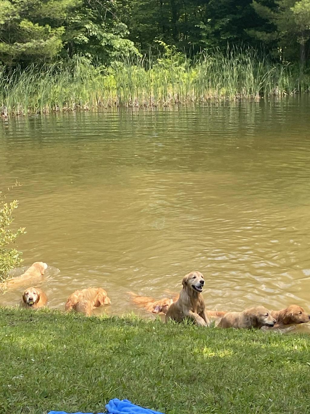 Golden Retriever Experience™ - Golden Dog Farm LLC