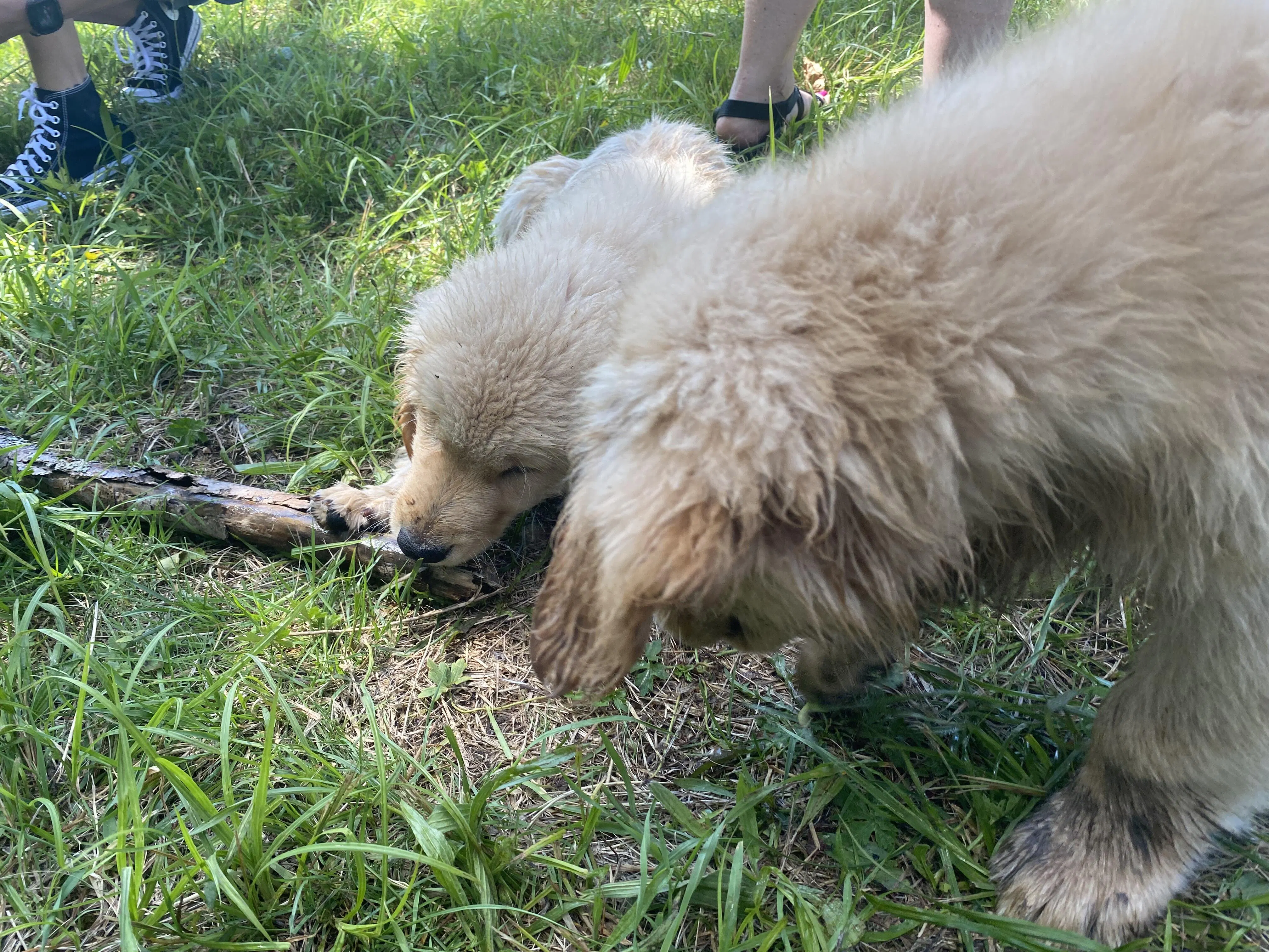 Golden Retriever Experience™ - Golden Dog Farm LLC