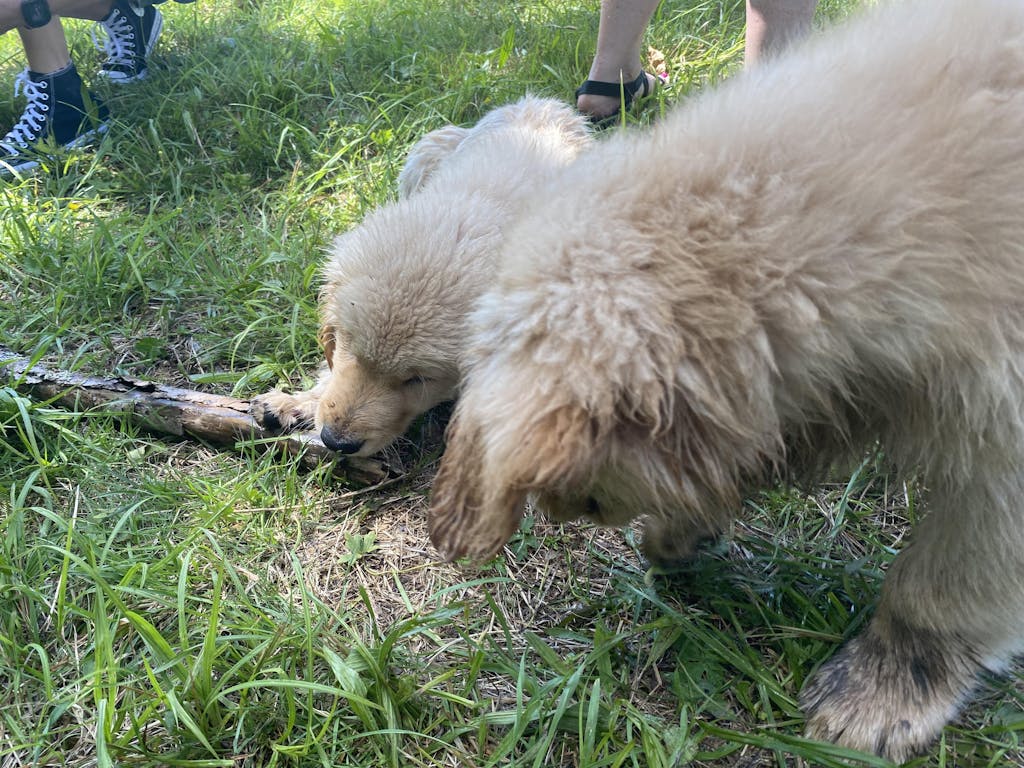 Golden Retriever Experience™ - Golden Dog Farm LLC