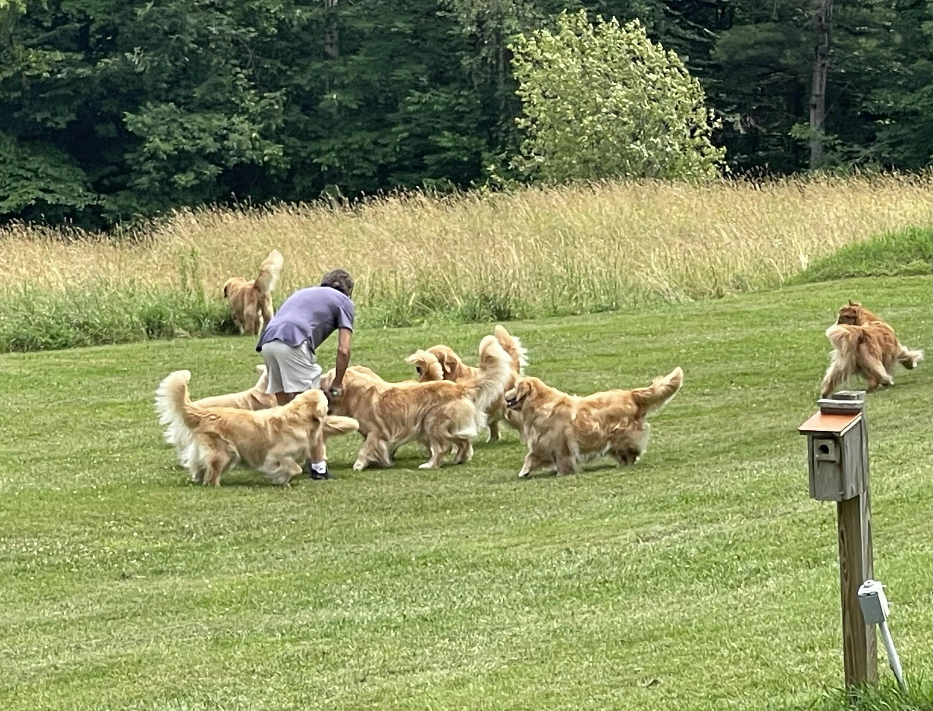 Golden Retriever Experience™ - Golden Dog Farm LLC