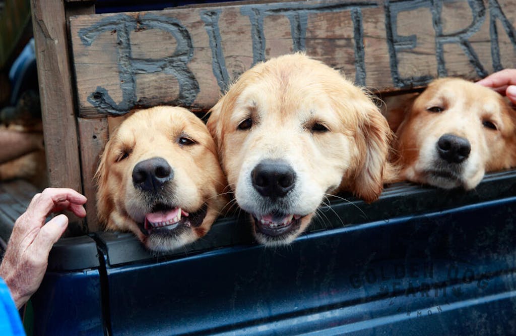 Golden Retriever Experience™ - Golden Dog Farm LLC