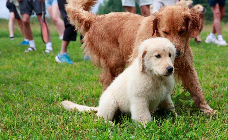 Golden Retriever Experience™ - Golden Dog Farm LLC