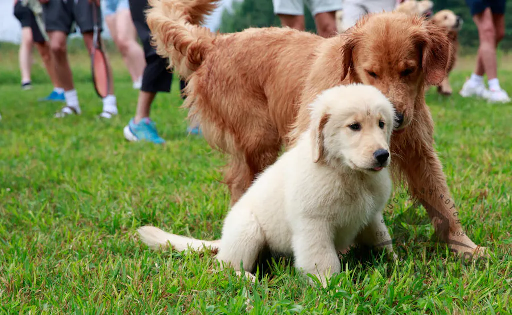 Golden Retriever Experience™ - Golden Dog Farm LLC