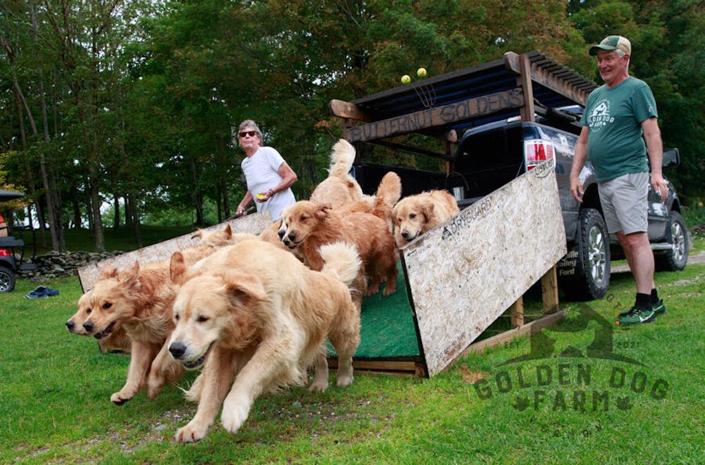 Golden Retriever Experience™ - Golden Dog Farm LLC