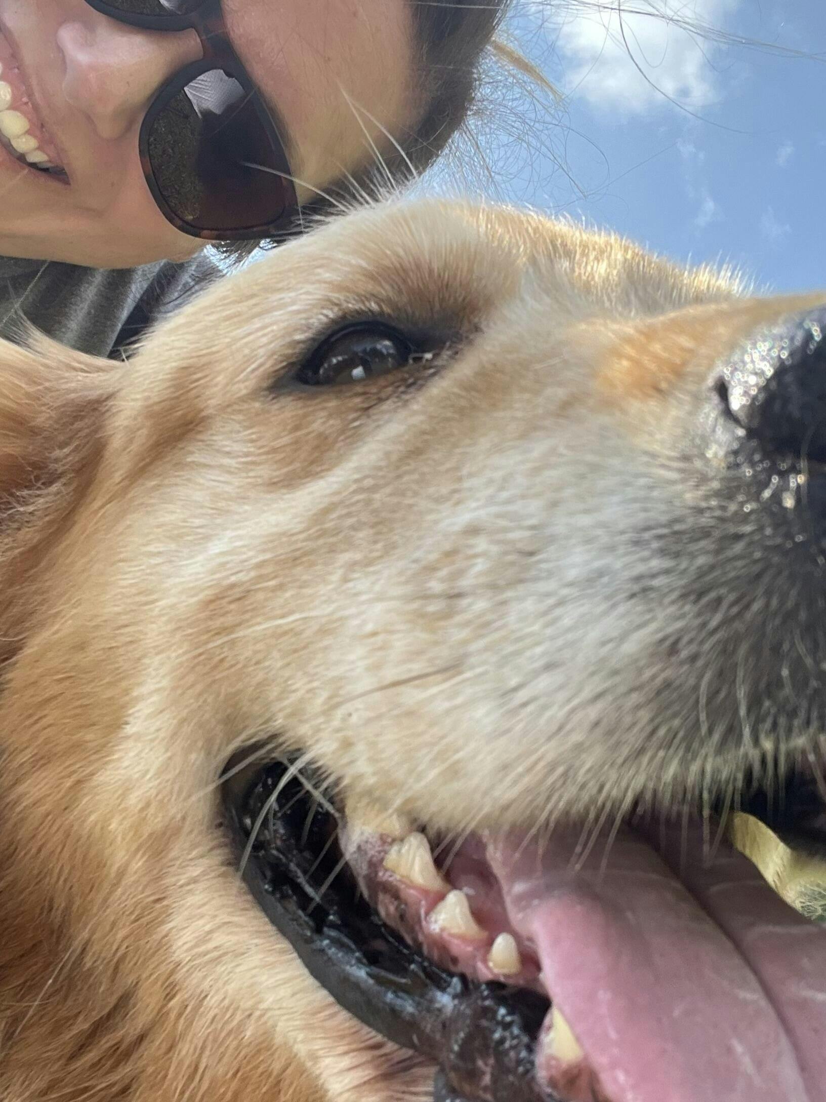 Golden Retriever Experience™ - Golden Dog Farm LLC