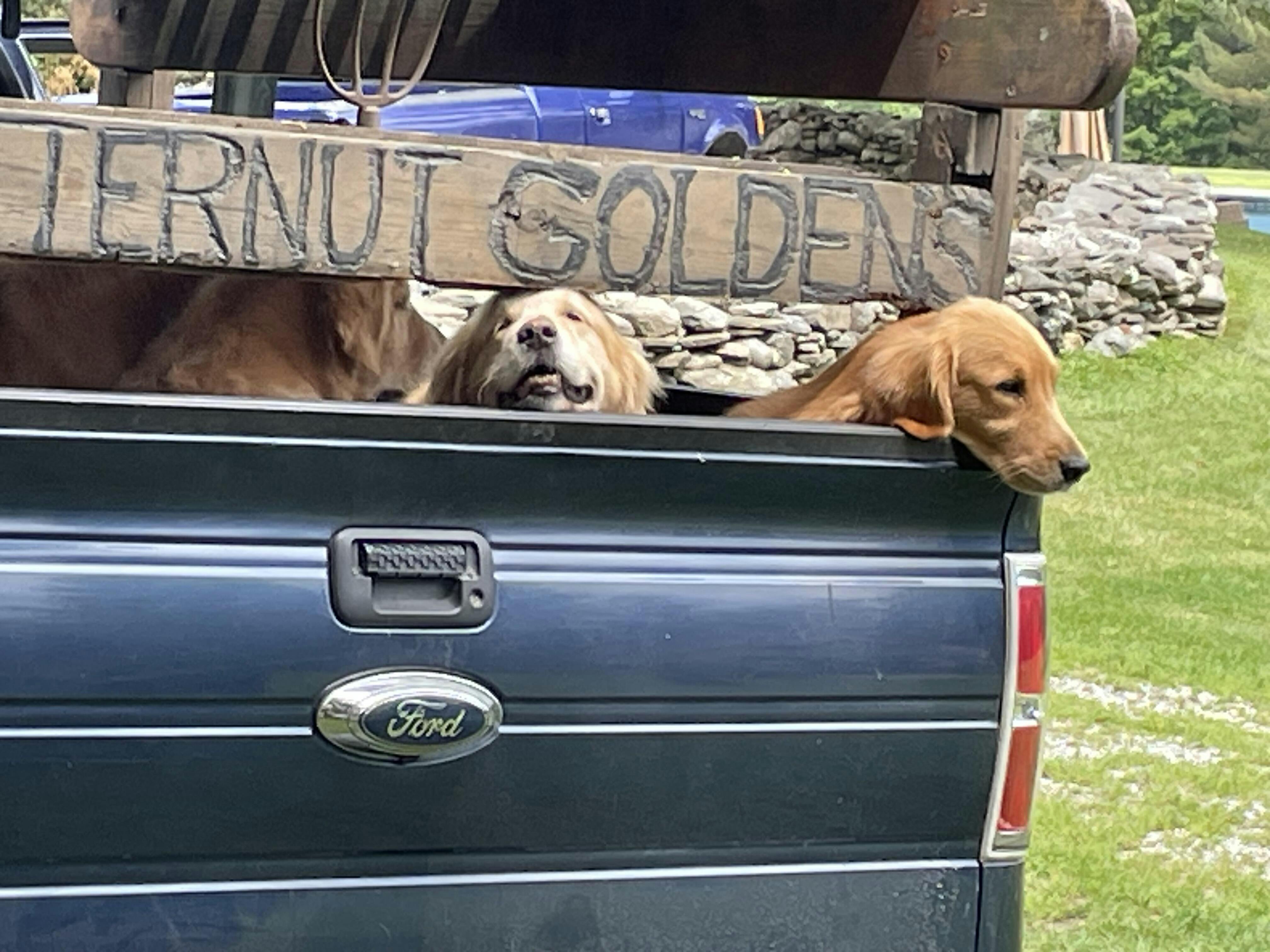 Golden Retriever Experience™ - Golden Dog Farm LLC