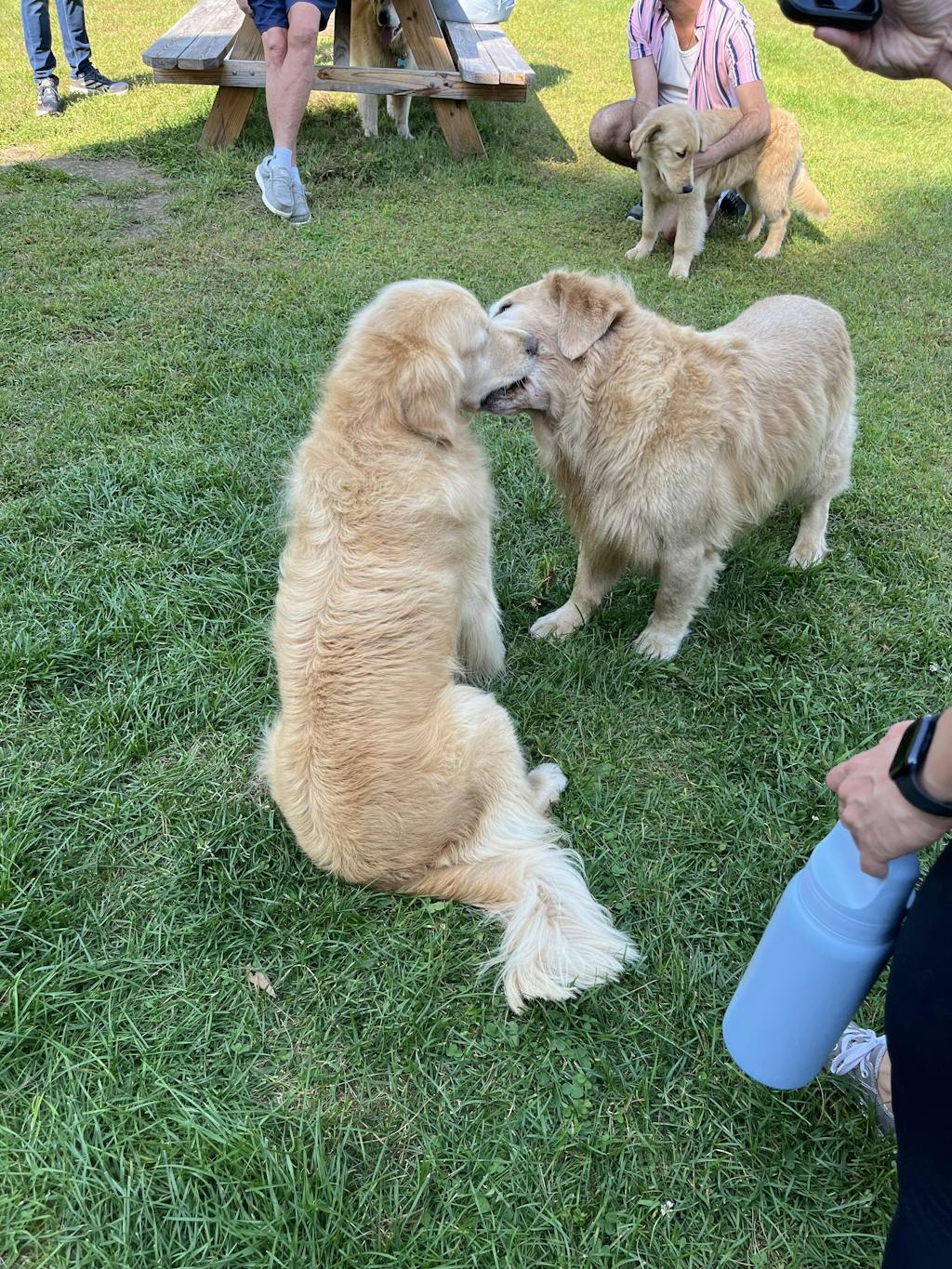 Golden Retriever Experience® - Golden Dog Farm LLC